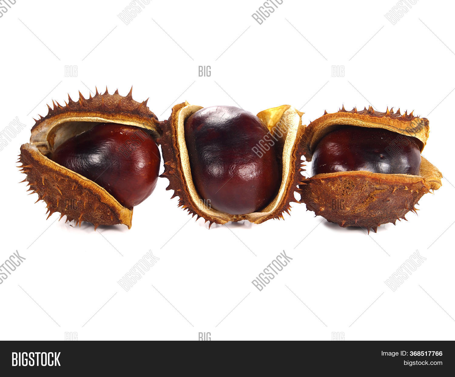 Dry Ripe Chestnut Pods Image & Photo (Free Trial) | Bigstock