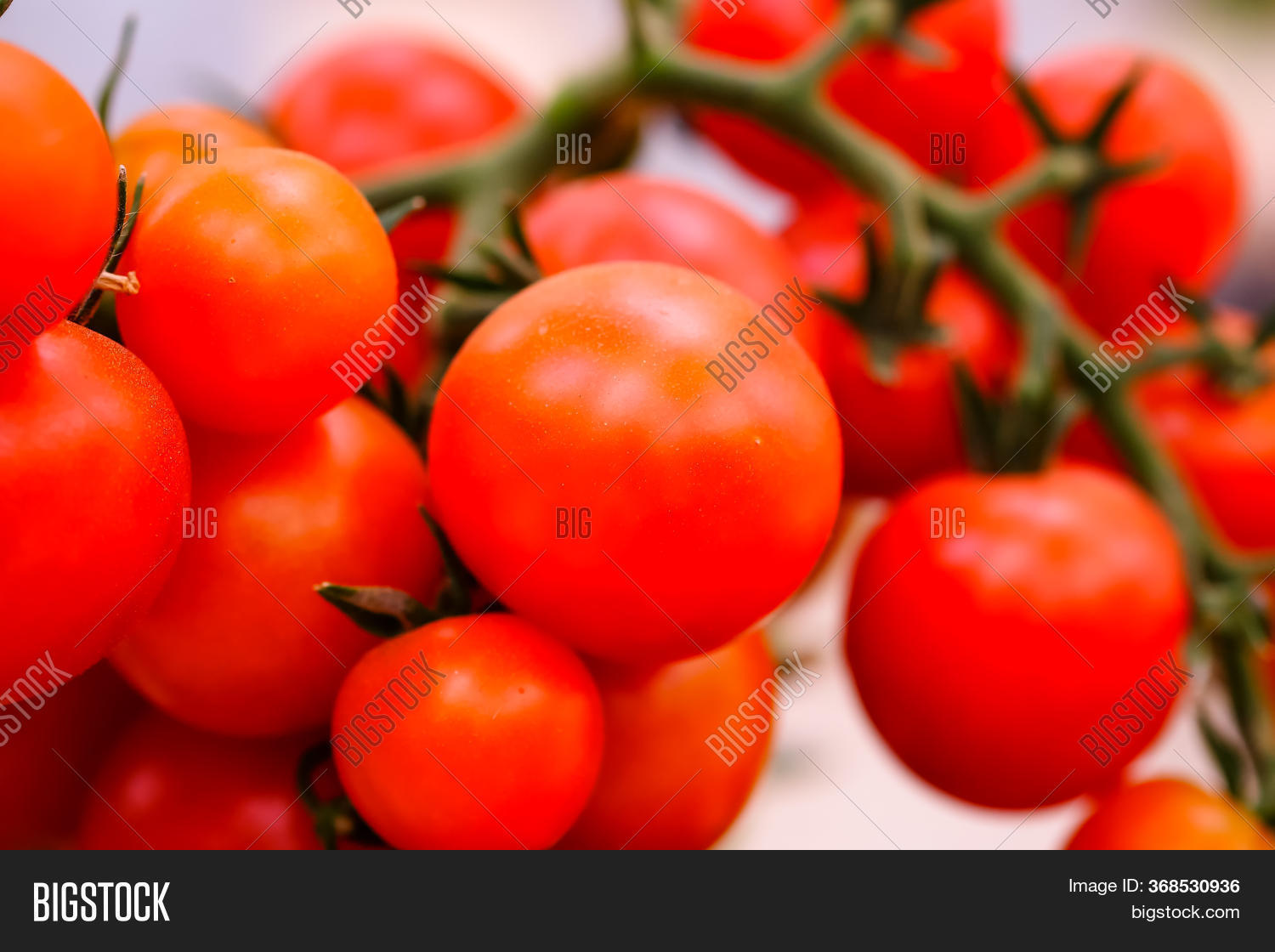 Ripe Tomatoes On Green Image & Photo (Free Trial) | Bigstock
