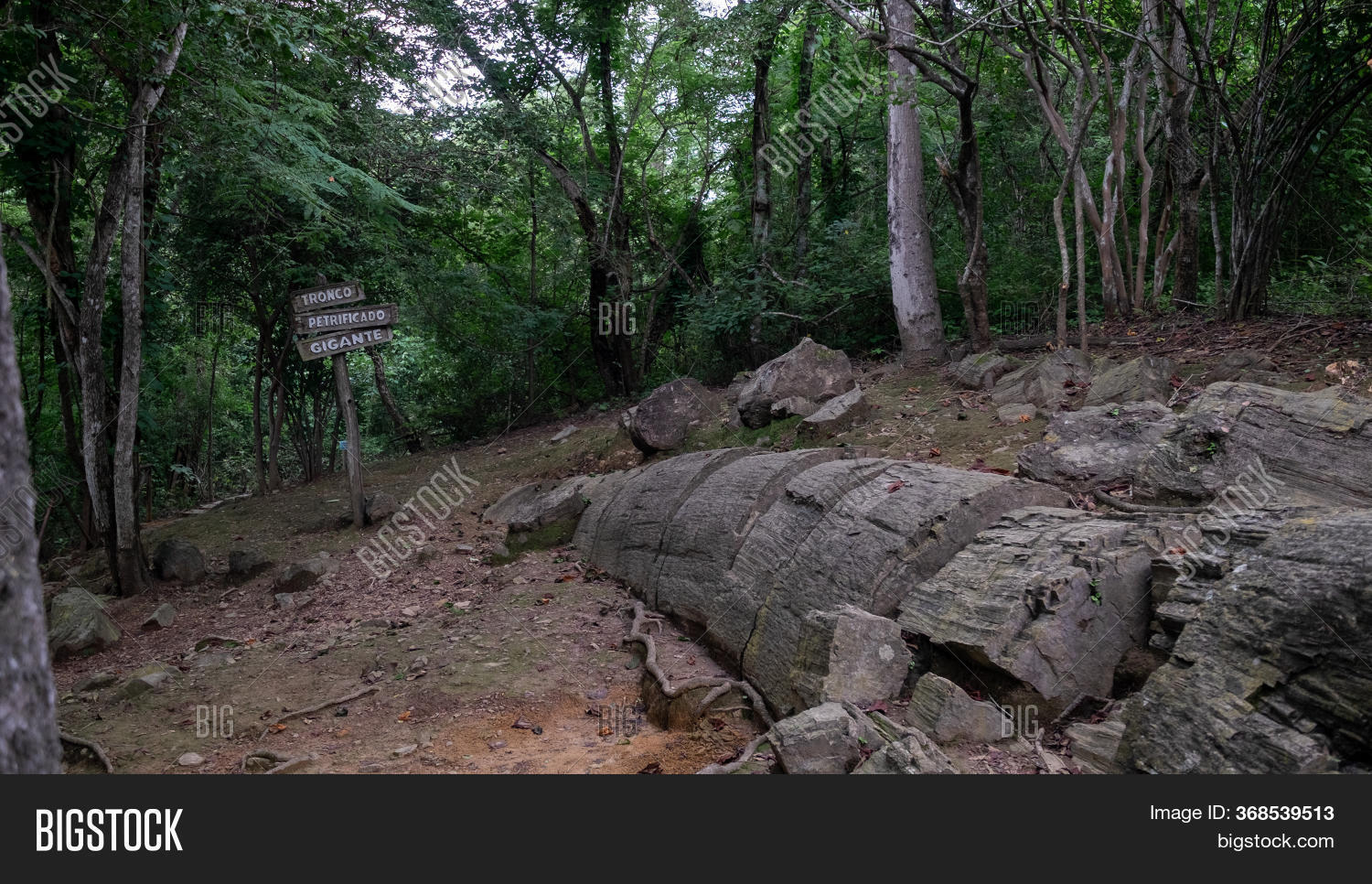 Gigant Petrified Tree Image & Photo (Free Trial) | Bigstock
