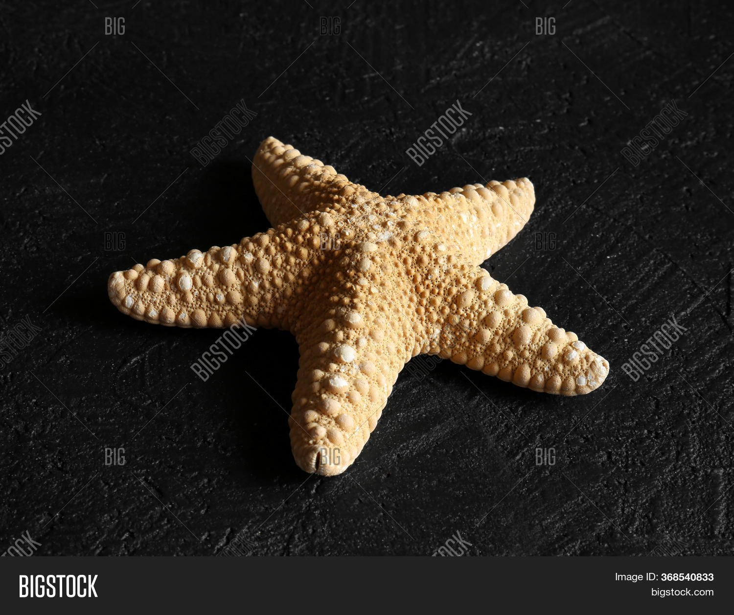 Starfish On Dark Image & Photo (Free Trial) | Bigstock