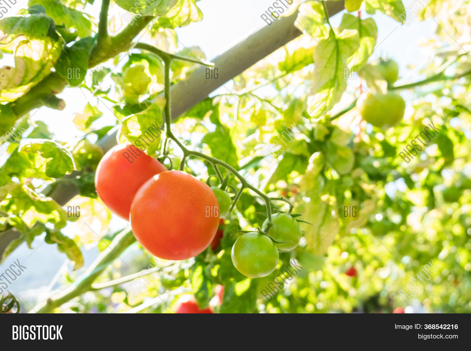 Tomato Farm Outdoor, Image & Photo (Free Trial) | Bigstock