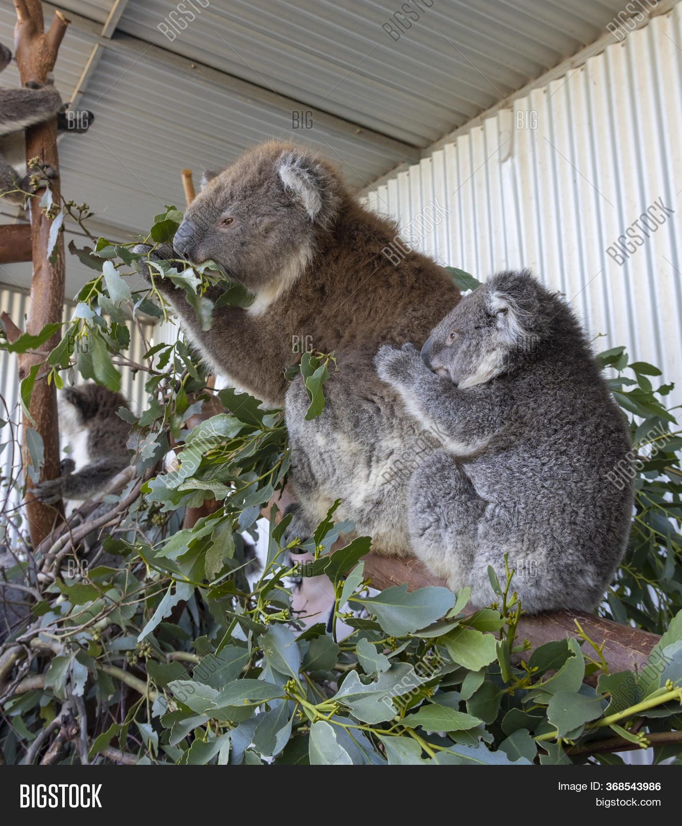 Female Koala Pup Back Image & Photo (Free Trial) | Bigstock
