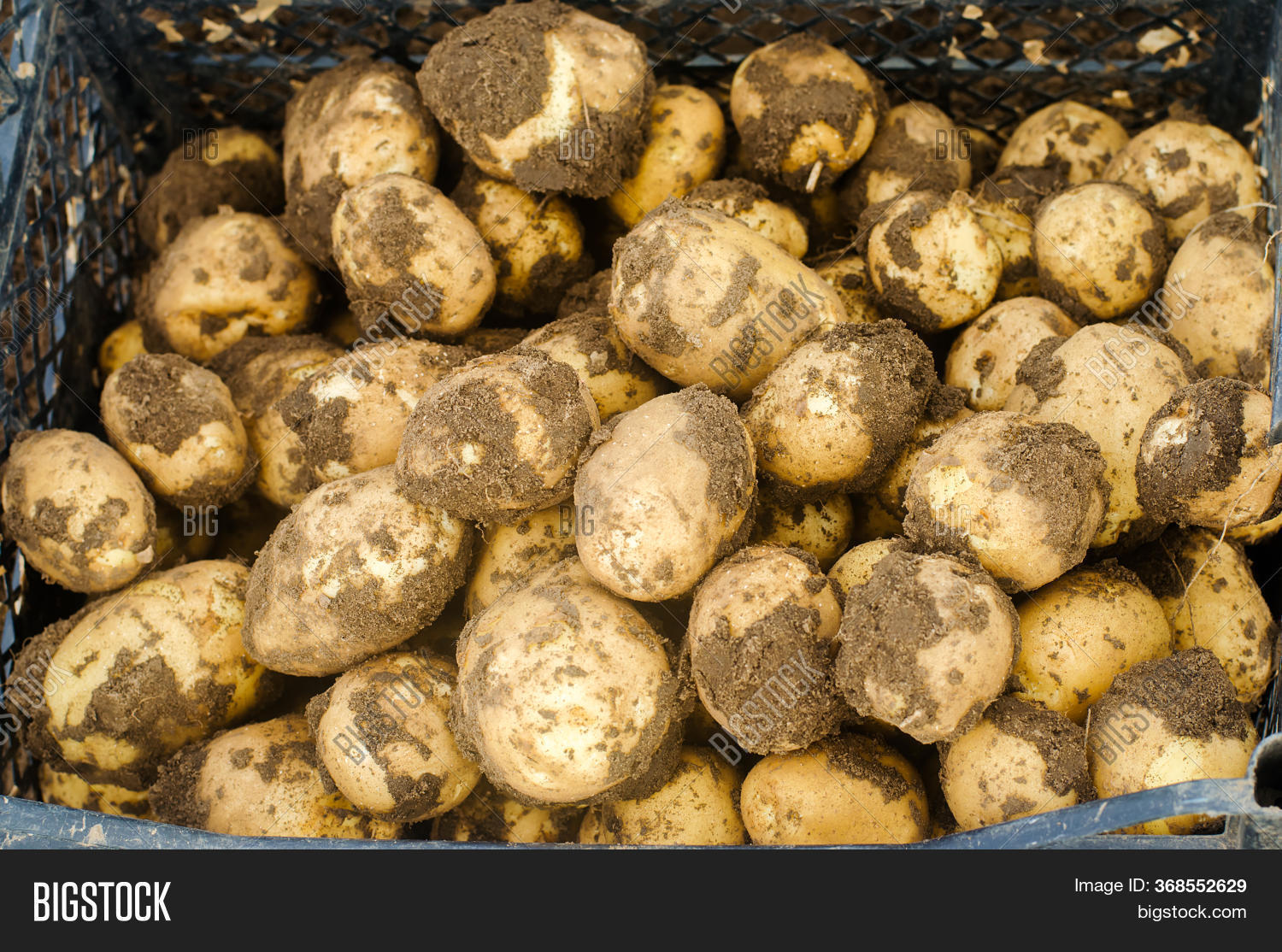 Box Freshly Picked Image & Photo (Free Trial) | Bigstock