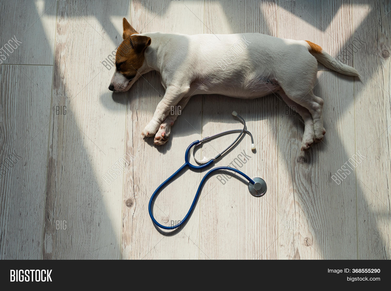 Top View Puppy Lying Image & Photo (Free Trial) | Bigstock