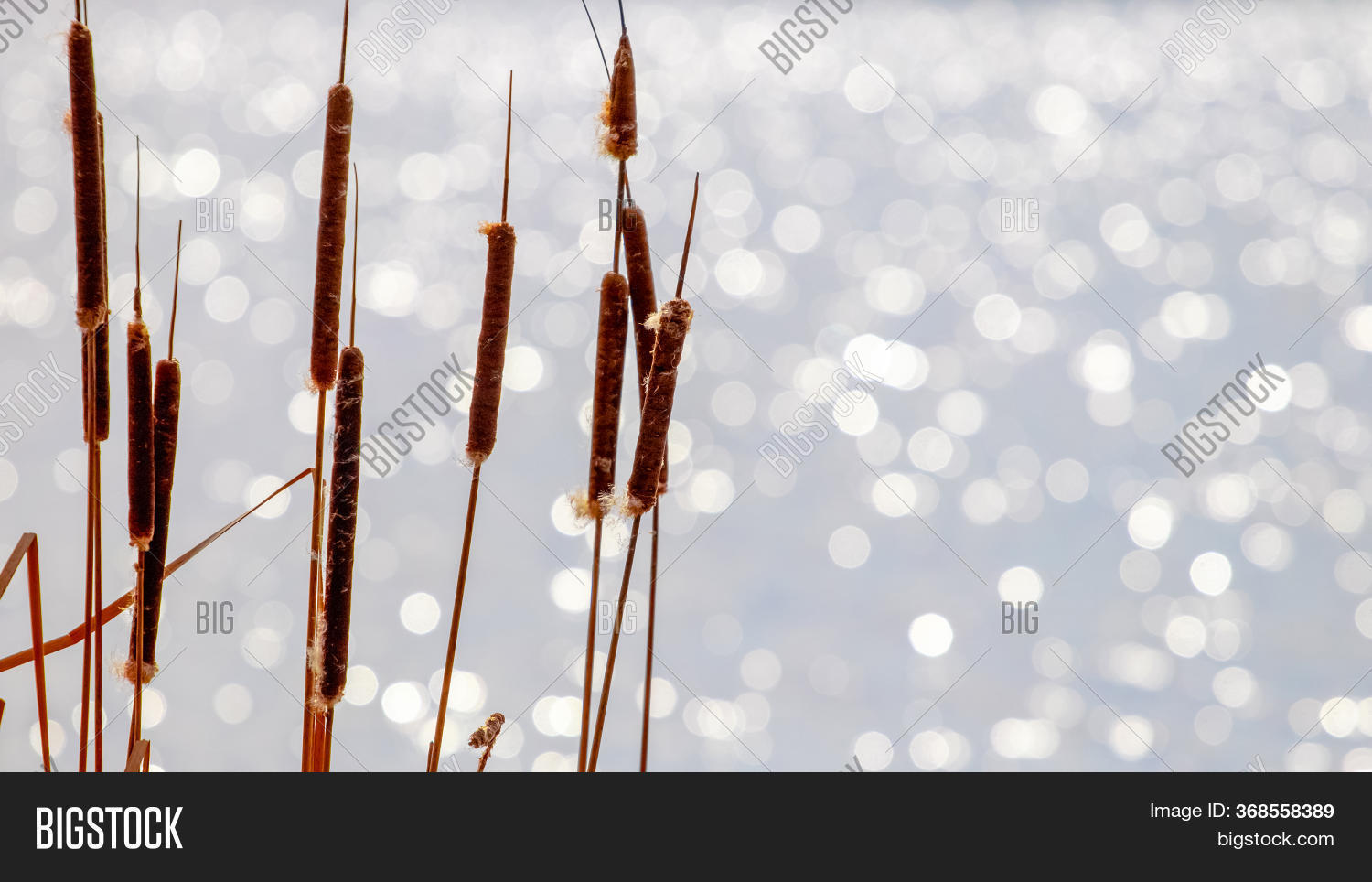 Dry Reeds On Image & Photo (Free Trial) | Bigstock