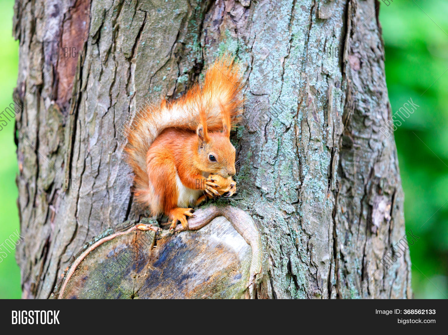 Orange Squirrel Sits Image & Photo (Free Trial) | Bigstock