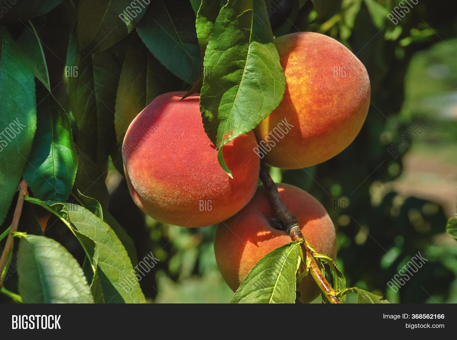 Ripe, Juicy Peaches On Image & Photo (Free Trial) | Bigstock