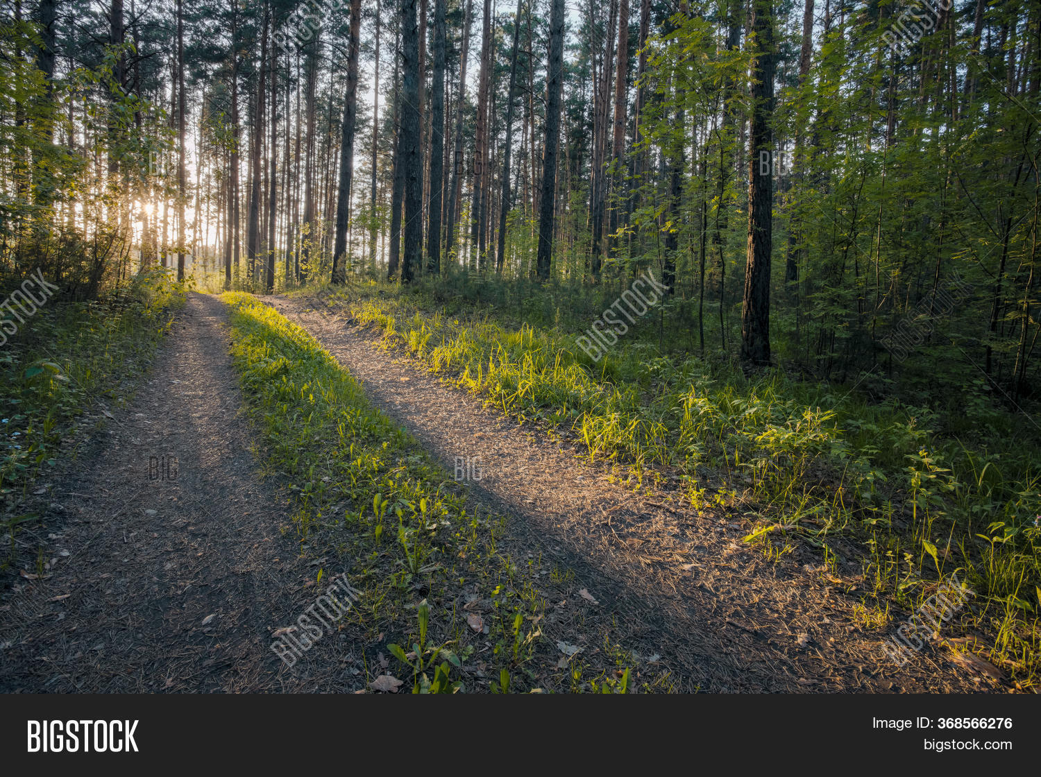 Beautiful Sunset Woods Image & Photo (Free Trial) | Bigstock