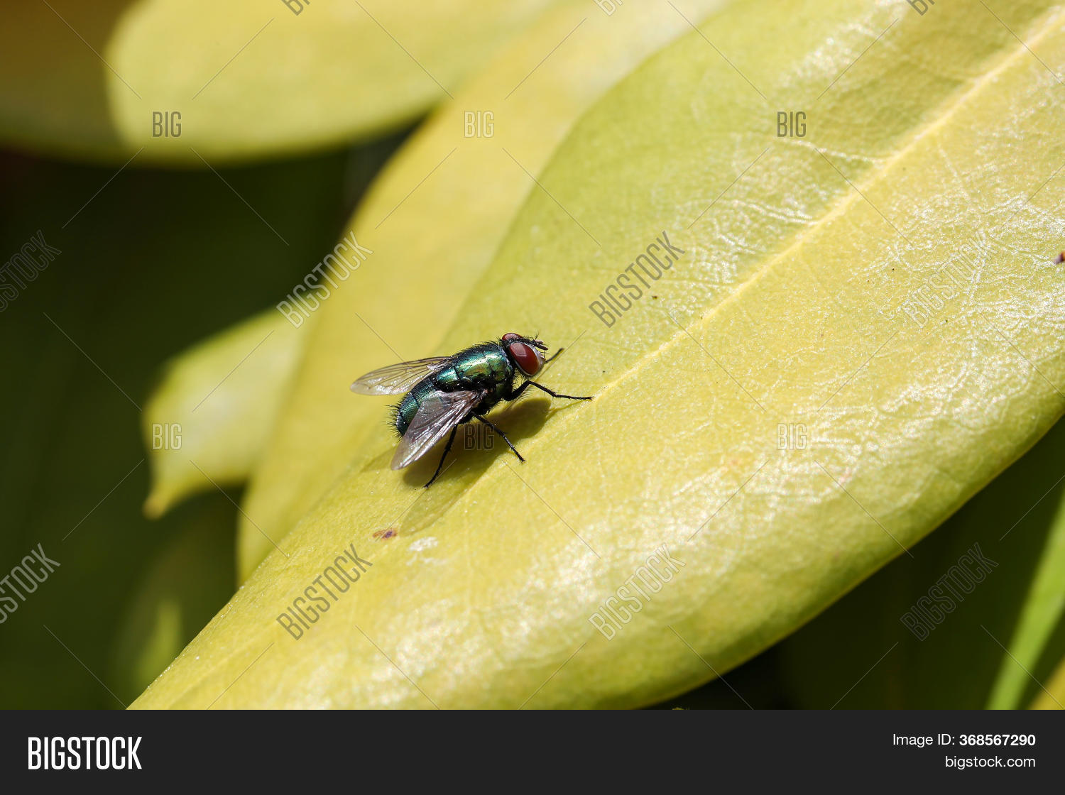 Garden Fly Resting On Image & Photo (Free Trial) | Bigstock