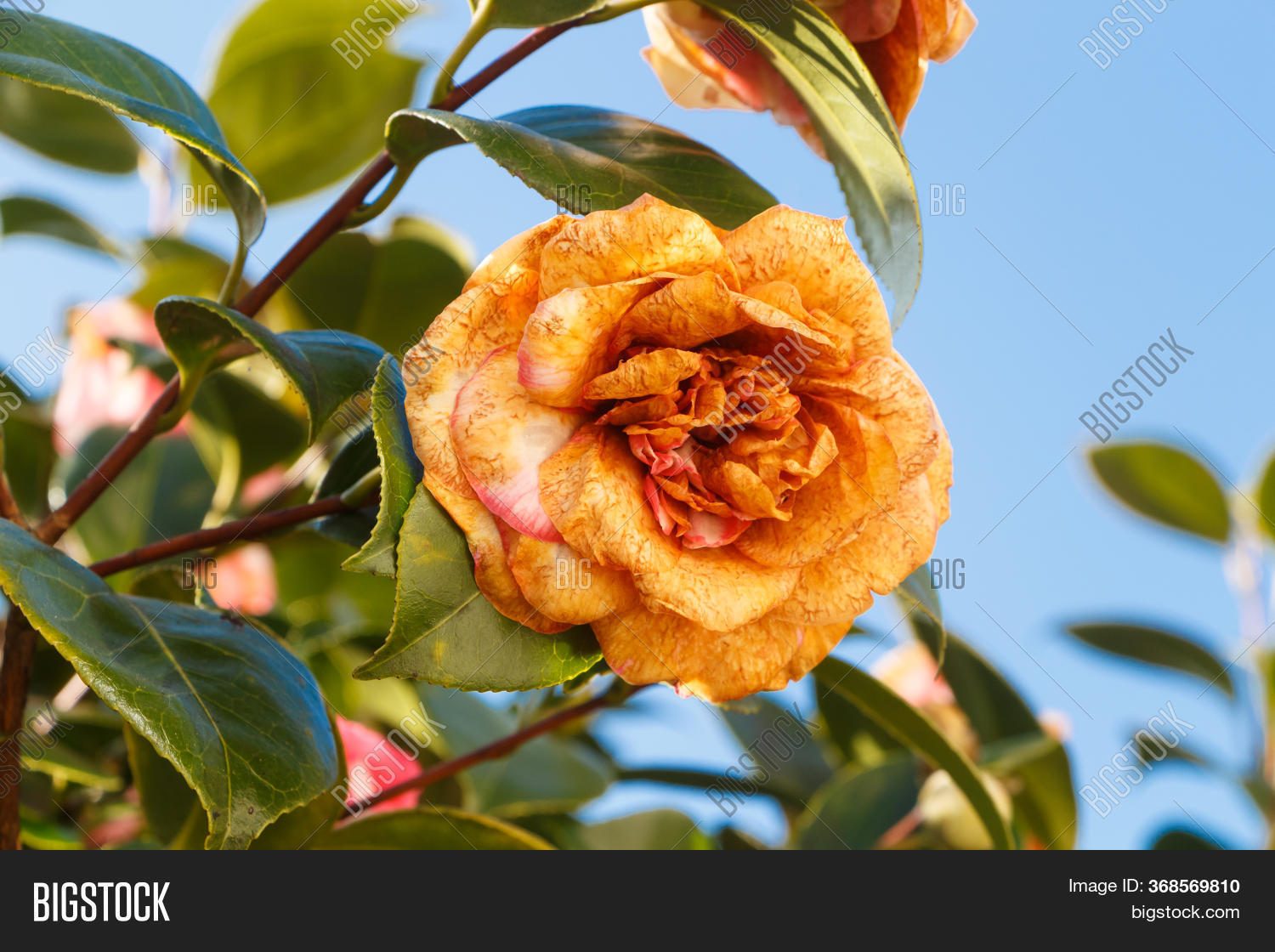 Rotten Flower Camellia Image & Photo (Free Trial) | Bigstock