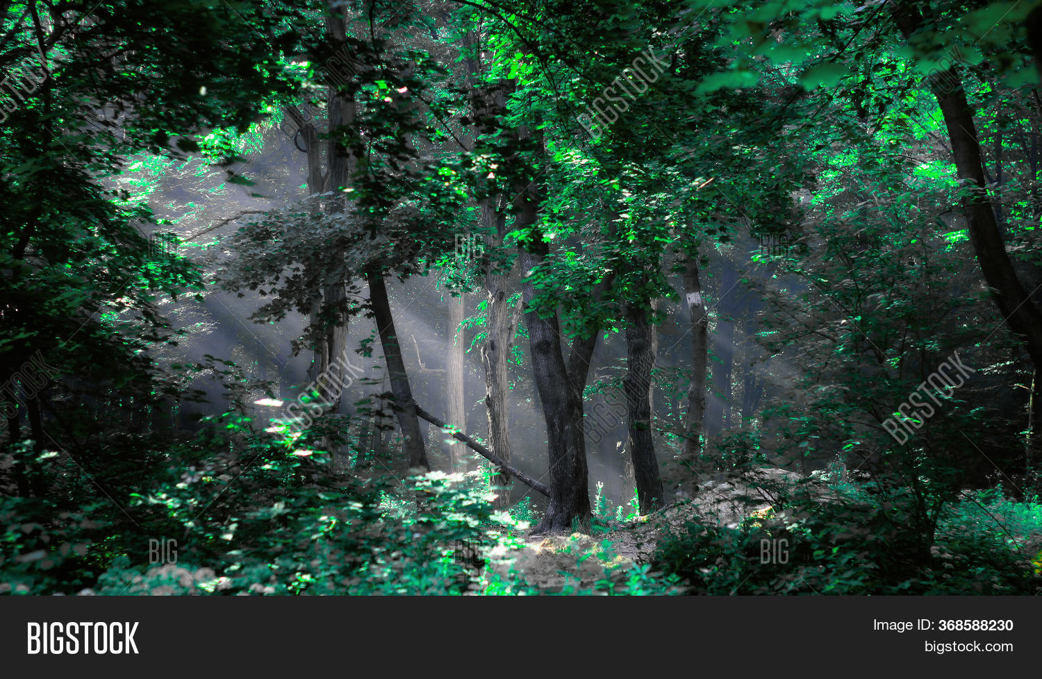 Magical Green Forest, Image & Photo (Free Trial) | Bigstock