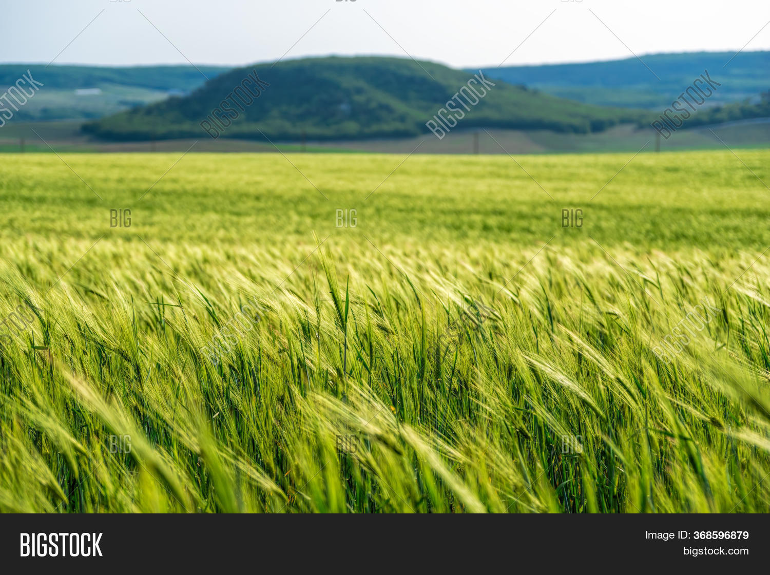 Green Wheat Field Image & Photo (Free Trial) | Bigstock