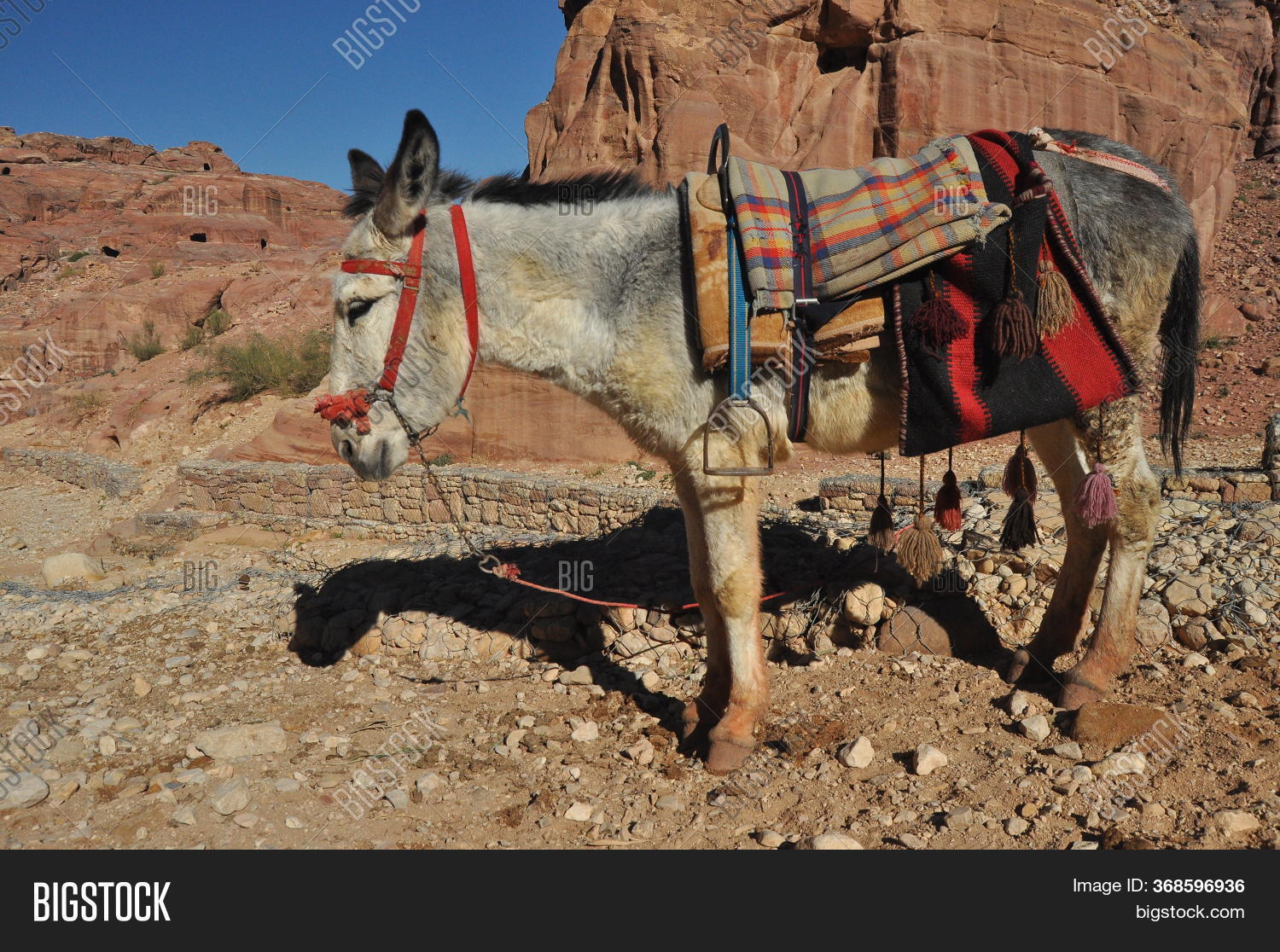 Donkeys Working Image & Photo (Free Trial) | Bigstock