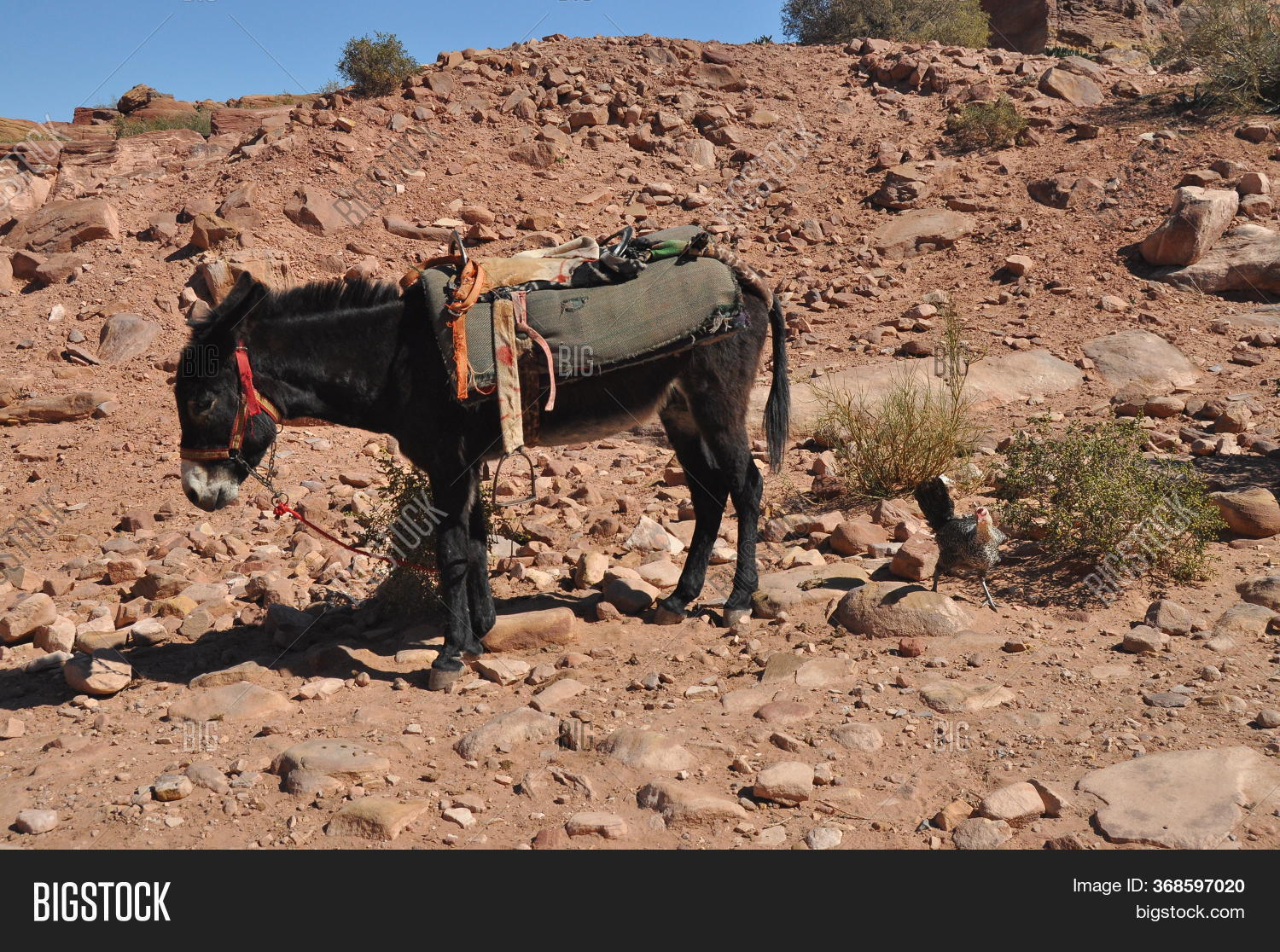 Donkeys Working Image & Photo (Free Trial) | Bigstock