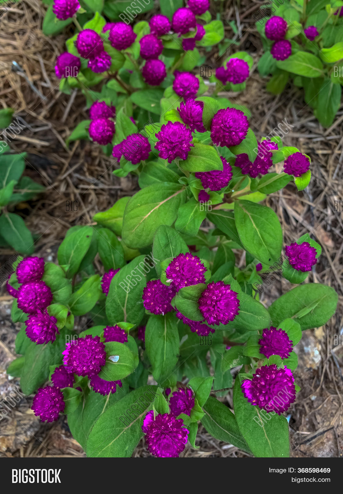Gomphrena Globosa ( Image & Photo (Free Trial) | Bigstock