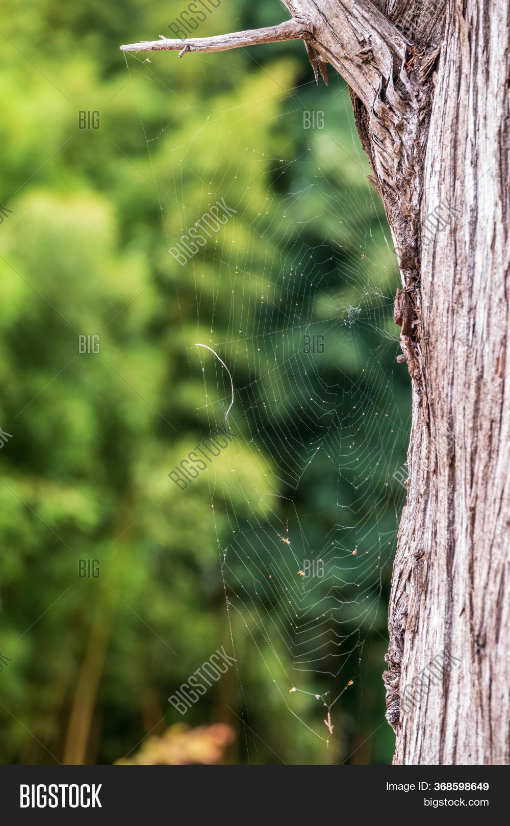 Spider Web On Tree On Image & Photo (Free Trial) | Bigstock