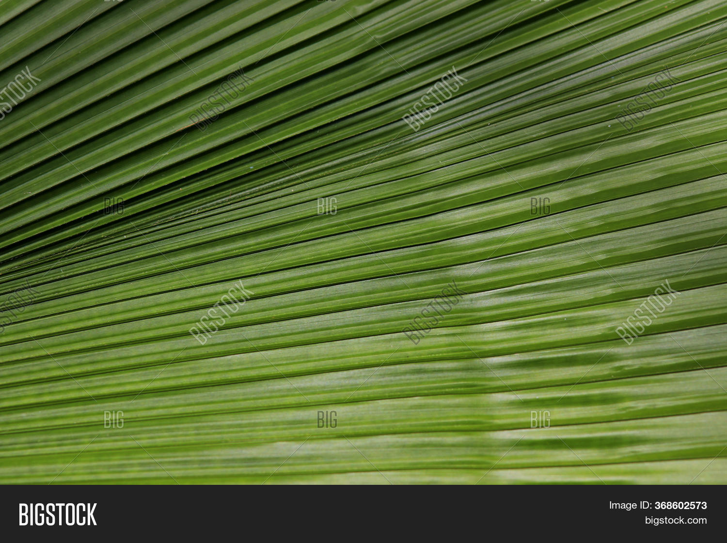 Palm Tree Leaf Pattern Image & Photo (Free Trial) | Bigstock