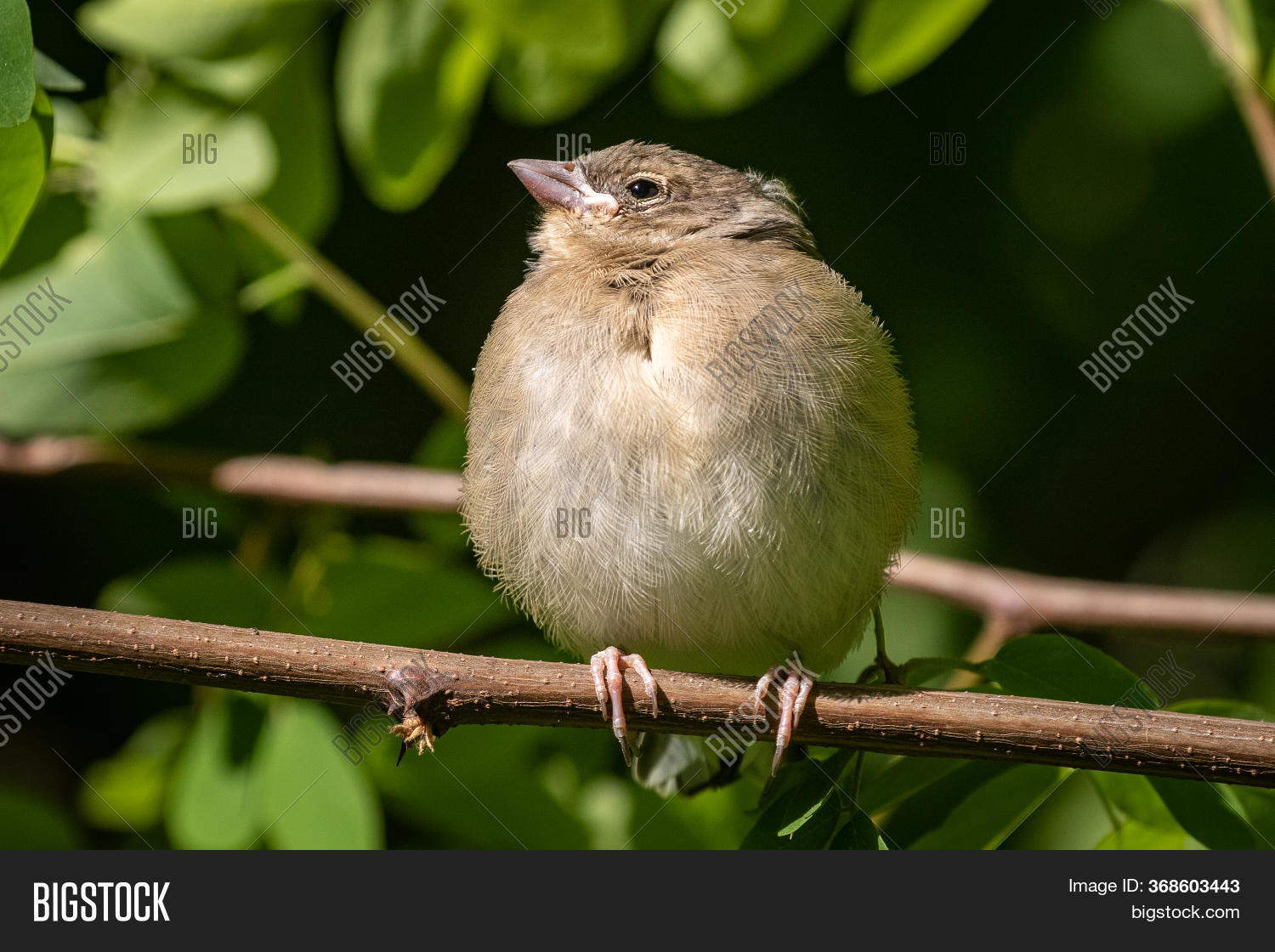 Tiny Finch Sits On Image & Photo (Free Trial) | Bigstock