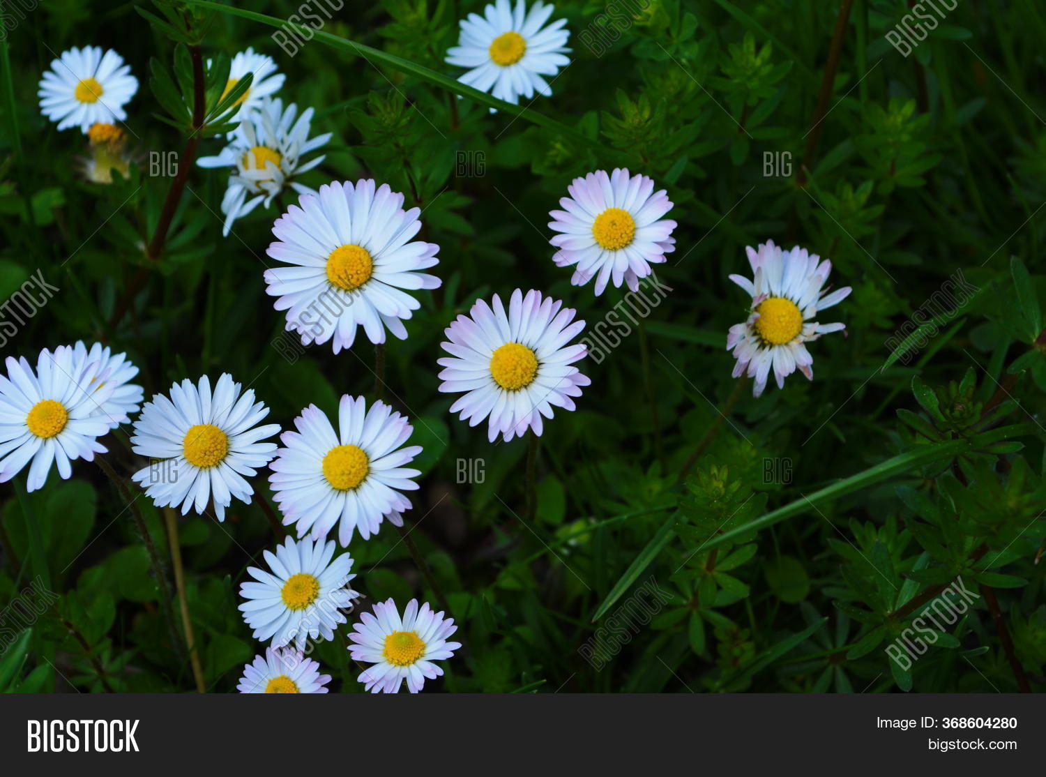 Daisies, Flowers Green Image & Photo (Free Trial) | Bigstock