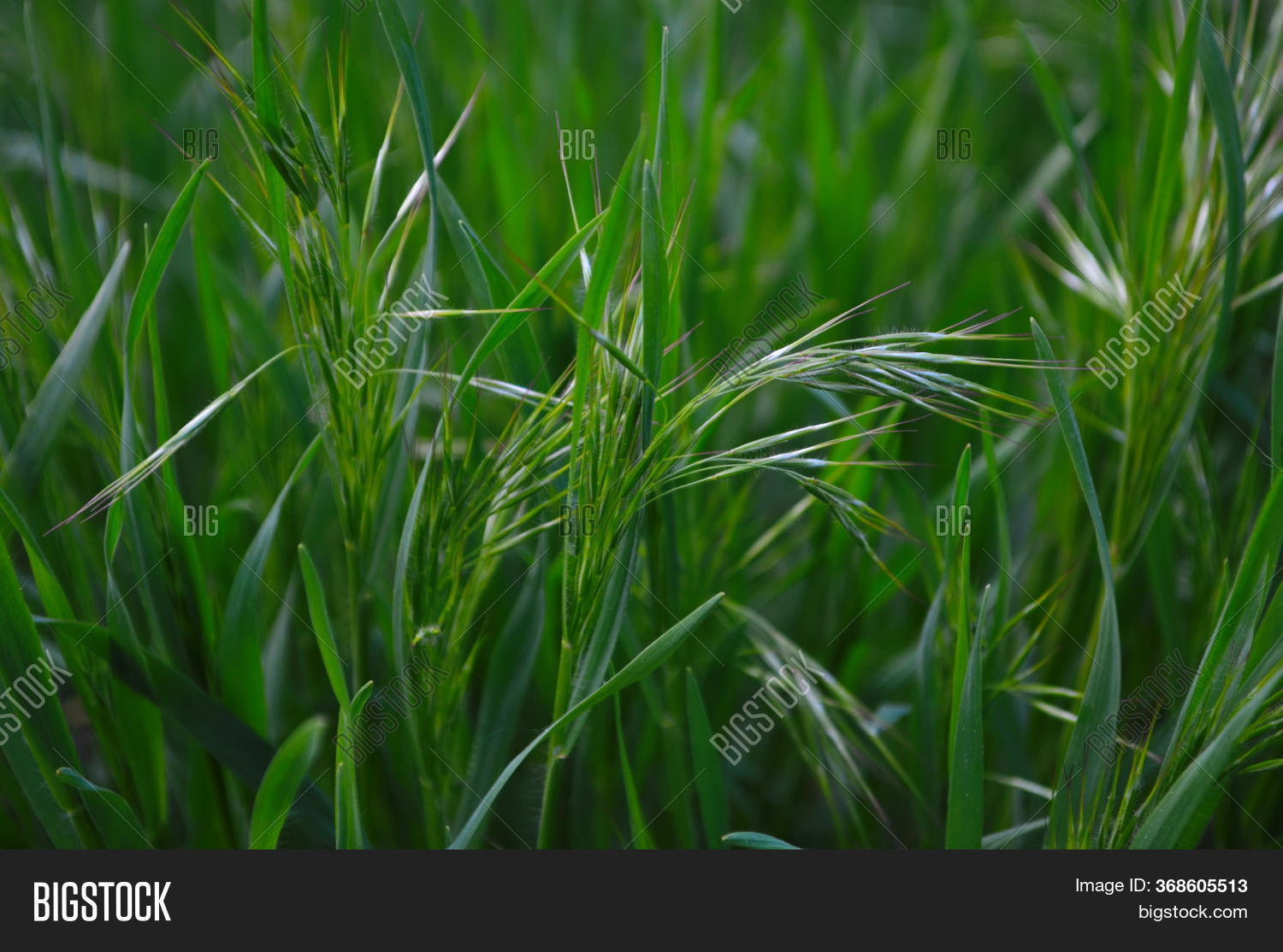 Drooping Brome Cheat Image & Photo (Free Trial) | Bigstock