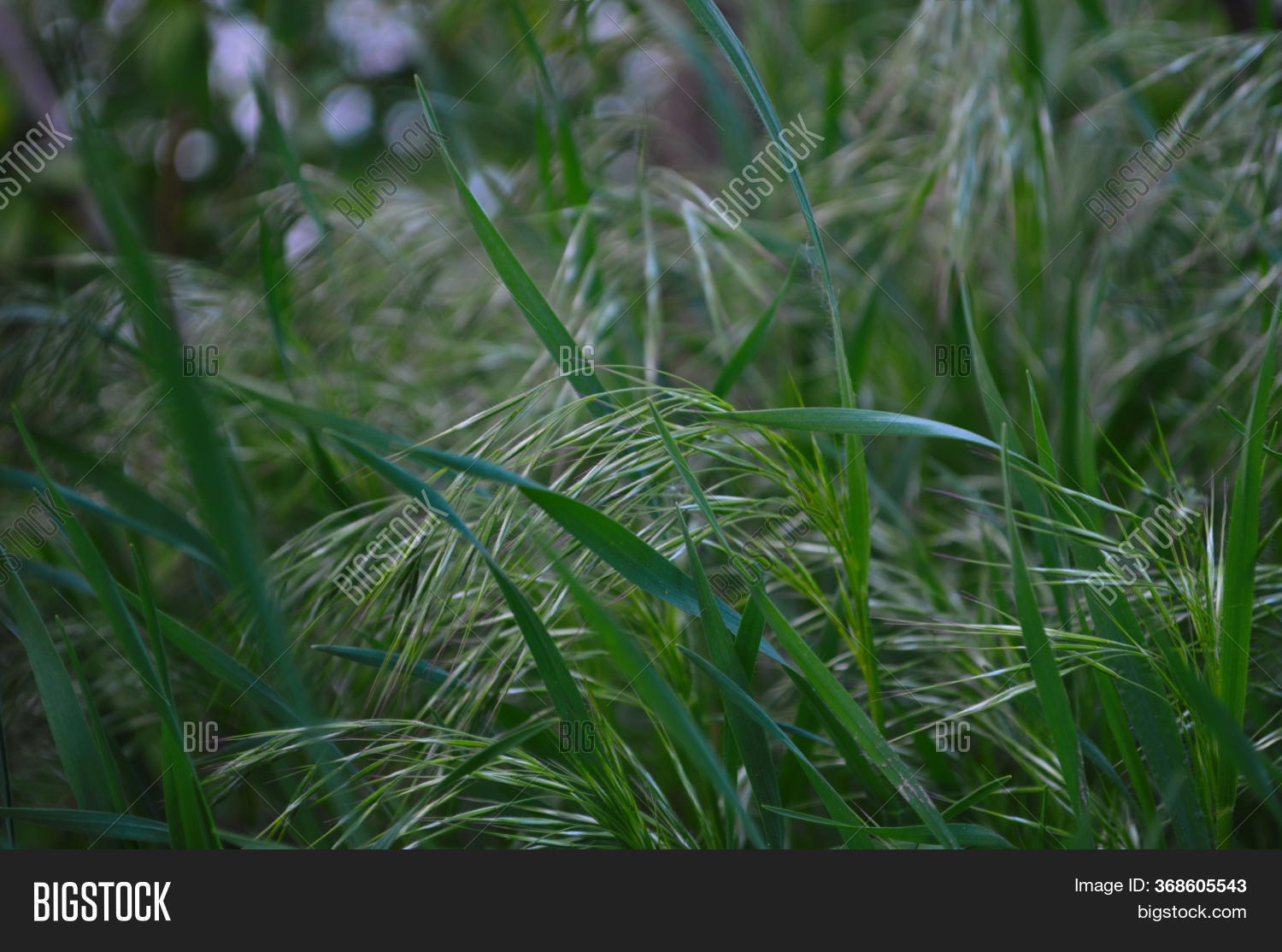 Drooping Brome Cheat Image & Photo (Free Trial) | Bigstock