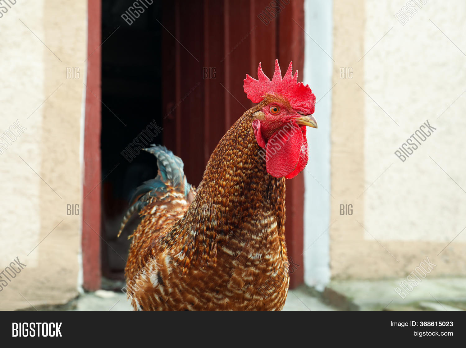 Big Red Rooster Yard. Image & Photo (Free Trial) | Bigstock