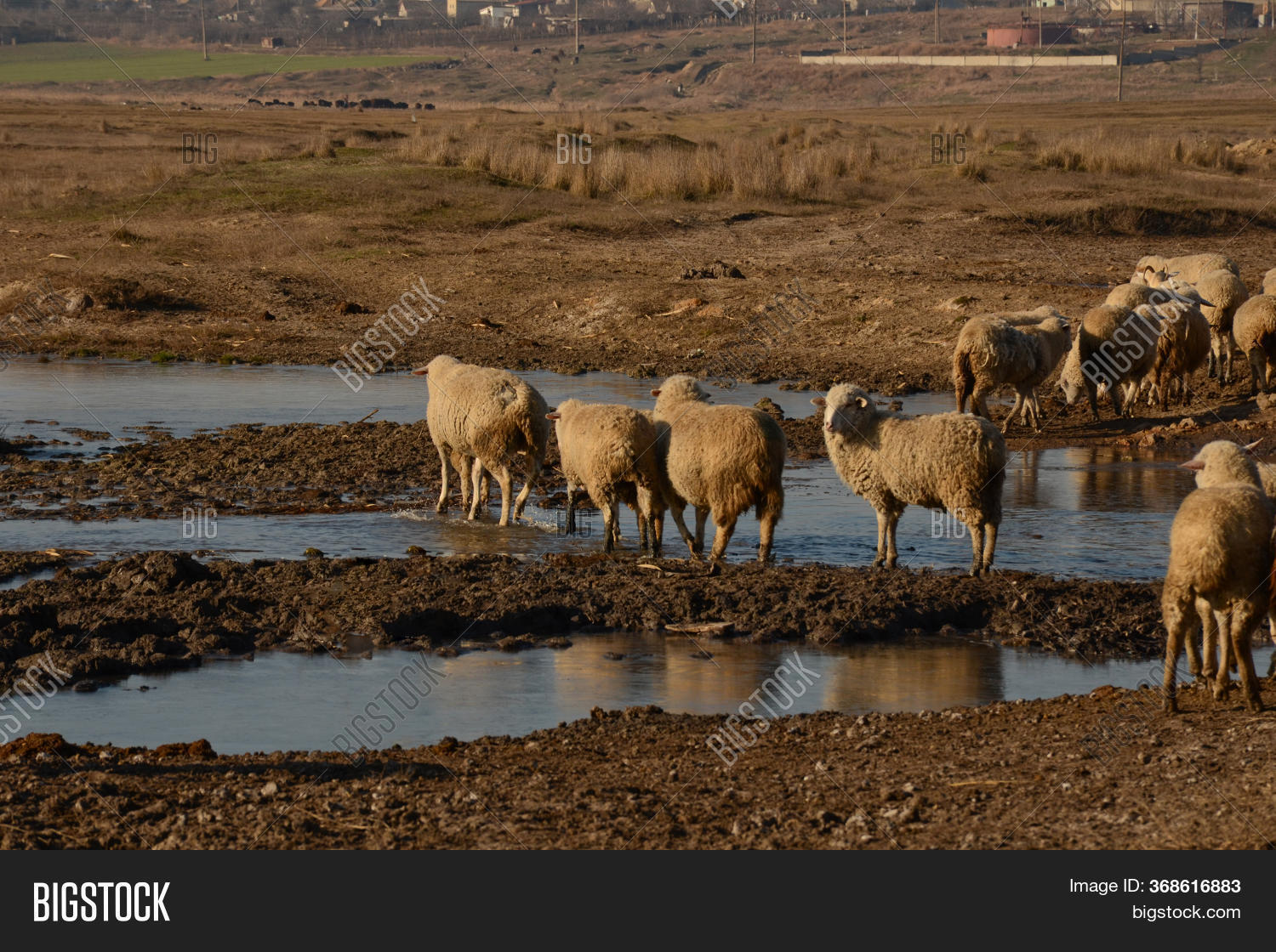 Herd Sheep Crosses Image & Photo (Free Trial) | Bigstock