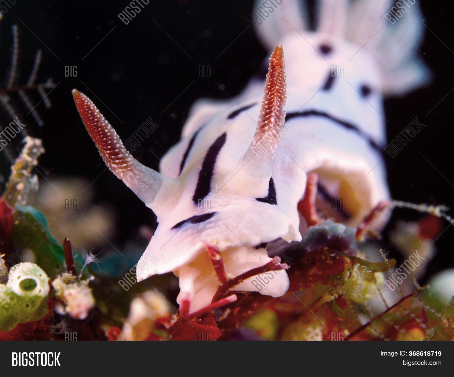 White Sea Slug Image & Photo (Free Trial) | Bigstock