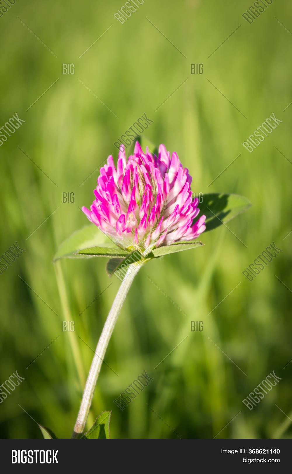 Beautiful Clover Image & Photo (Free Trial) | Bigstock