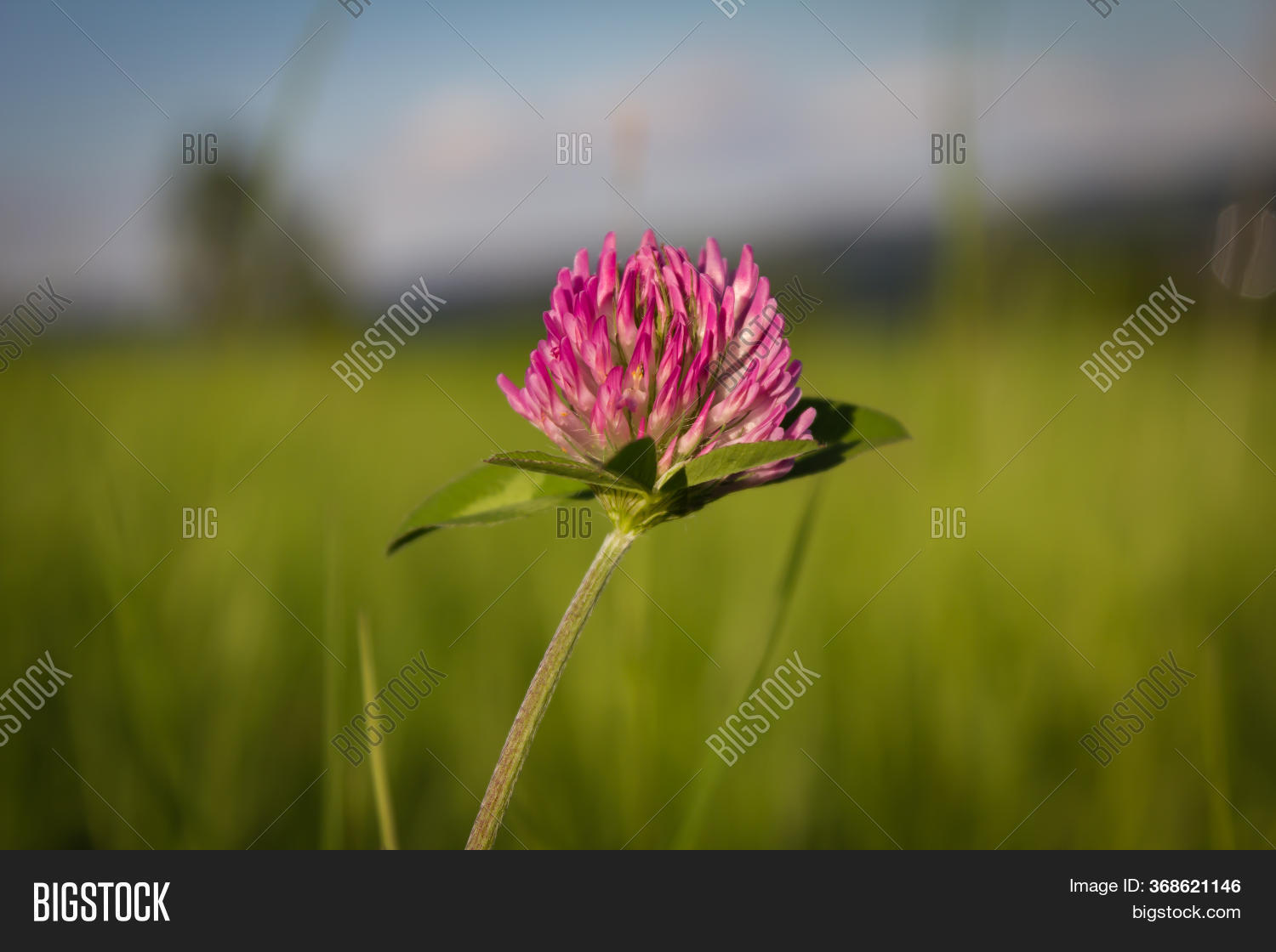 Beautiful Clover Image & Photo (Free Trial) | Bigstock