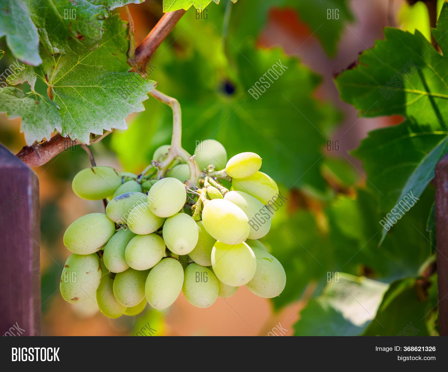 Bunch Grapes.nature On Image & Photo (Free Trial) | Bigstock