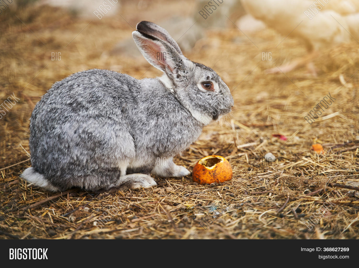 Large Gray Rabbit Sits Image & Photo (Free Trial) | Bigstock