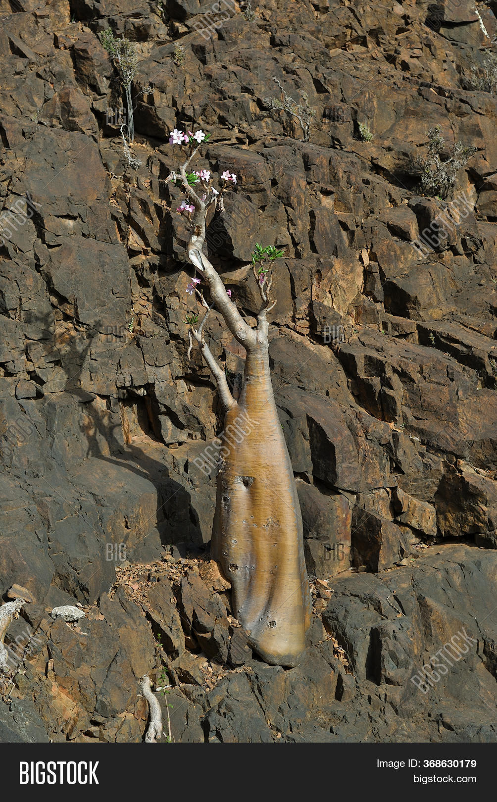Flowering Bottle Tree Image & Photo (Free Trial) | Bigstock