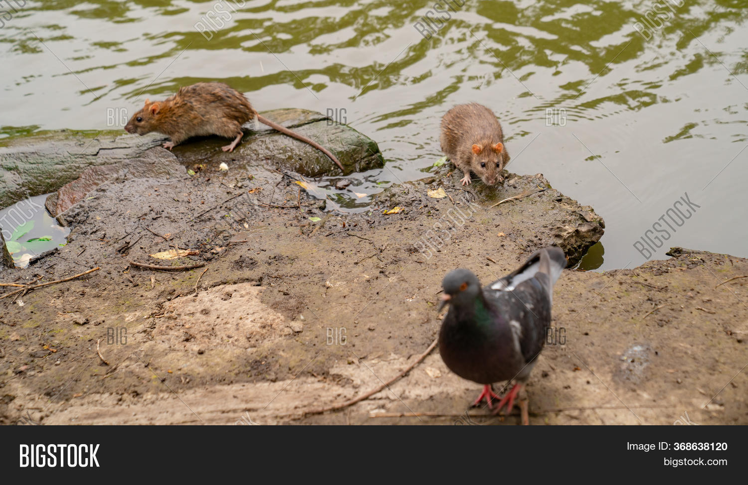 Water Spit Rat Pigeons Image & Photo (Free Trial) | Bigstock