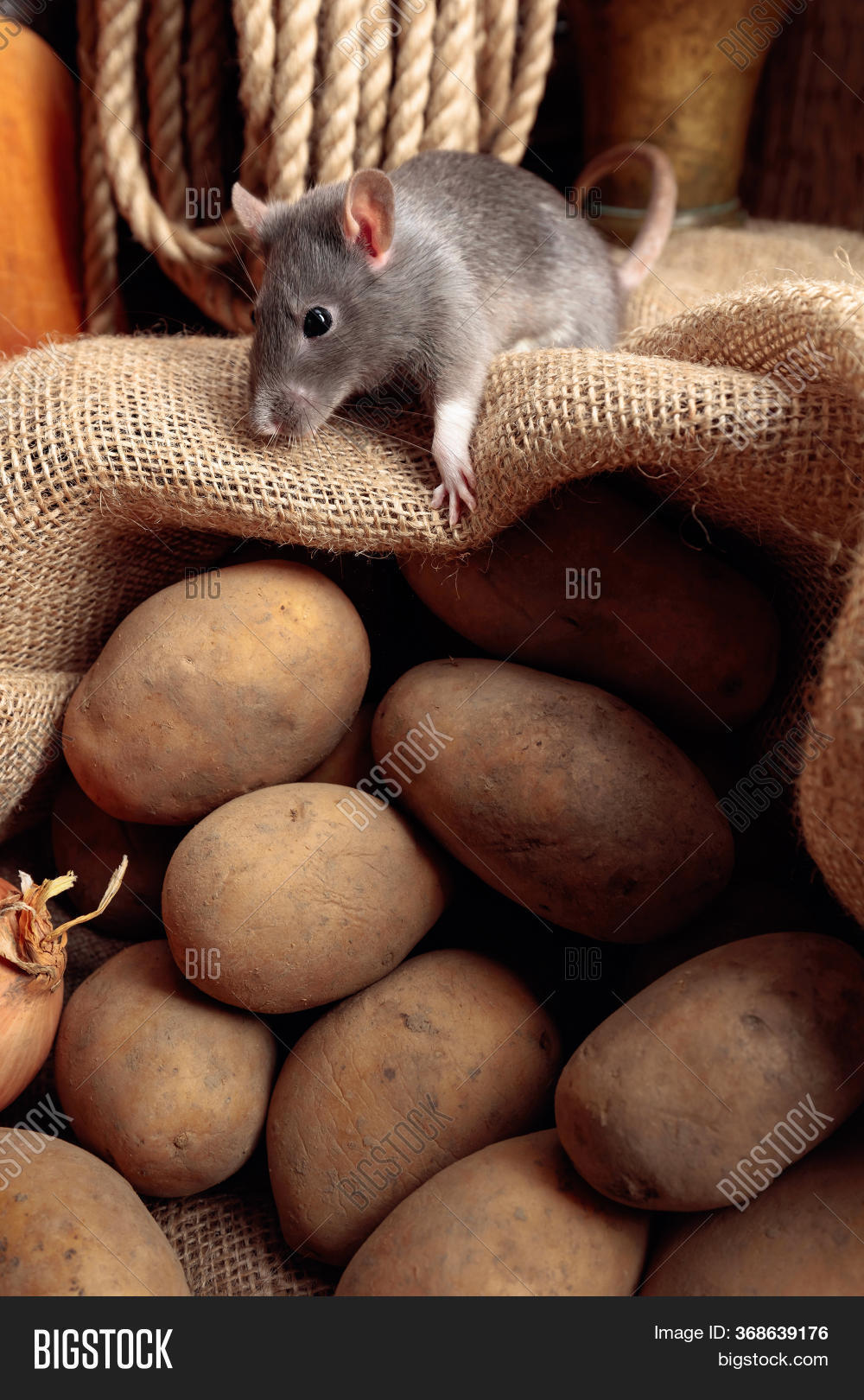 Rat Old Wooden Barn Image & Photo (Free Trial) | Bigstock