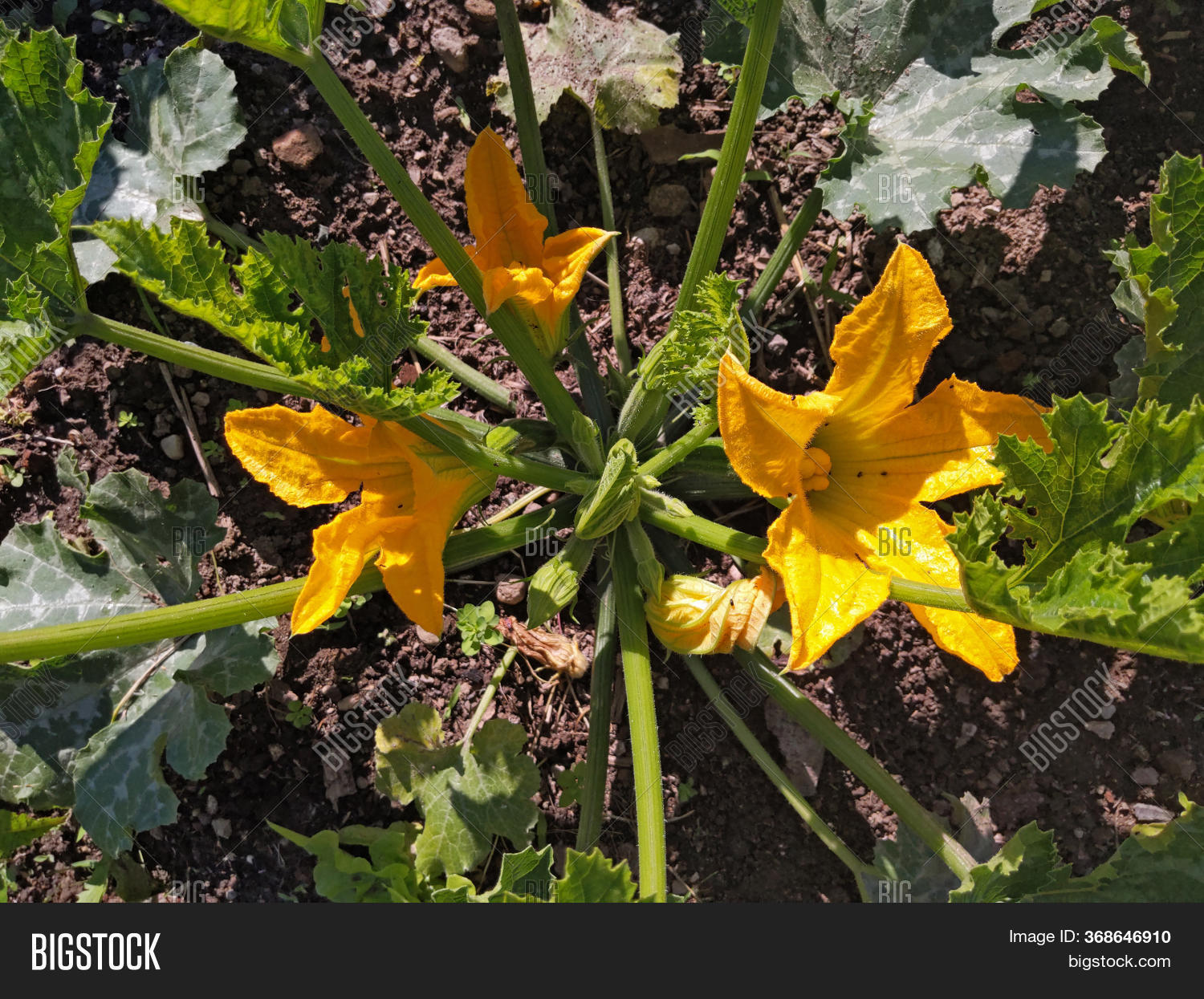 Courgette Plant Image & Photo (Free Trial) | Bigstock