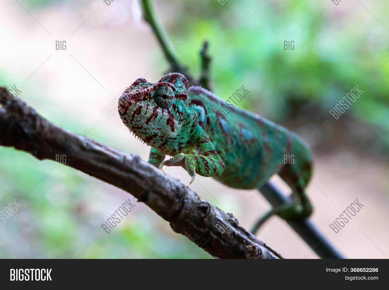 Chameleon Moves Along Image & Photo (Free Trial) | Bigstock
