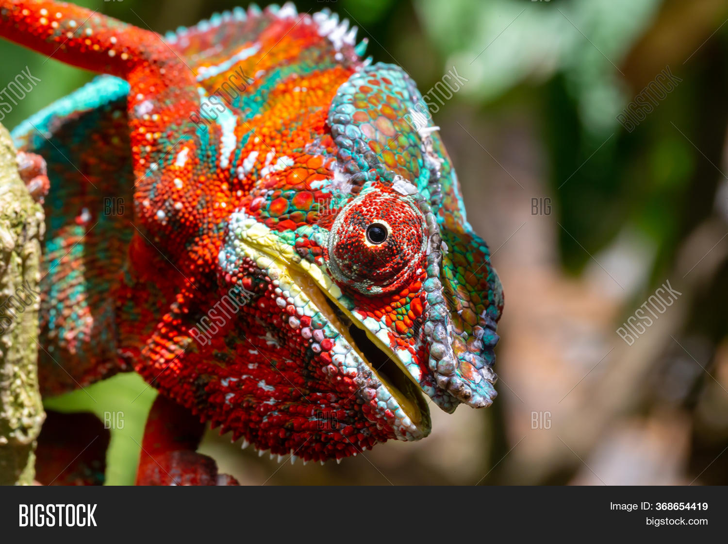 Colorful Chameleon On Image & Photo (Free Trial) | Bigstock