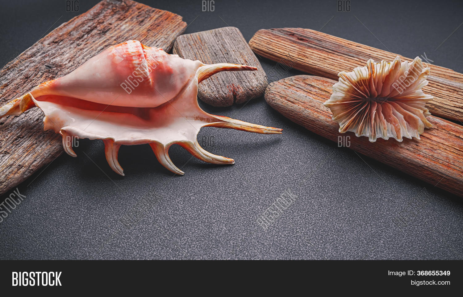 Sea Shells On Dark Image & Photo (Free Trial) | Bigstock
