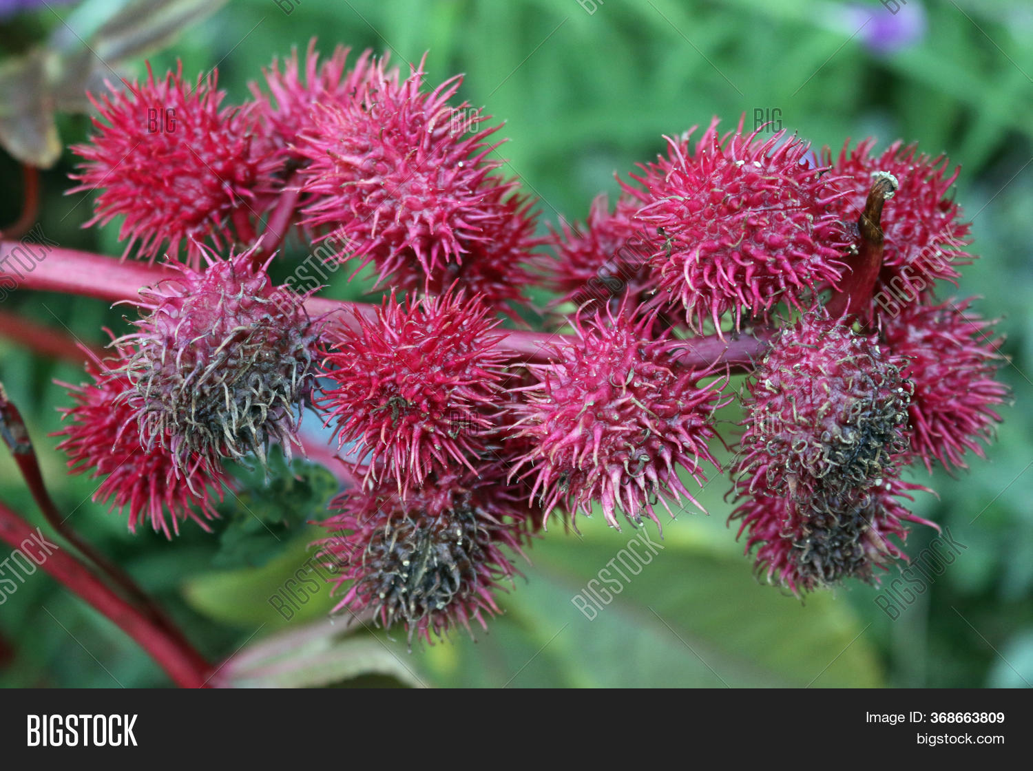 Castor Oil Plant, Image & Photo (Free Trial) | Bigstock