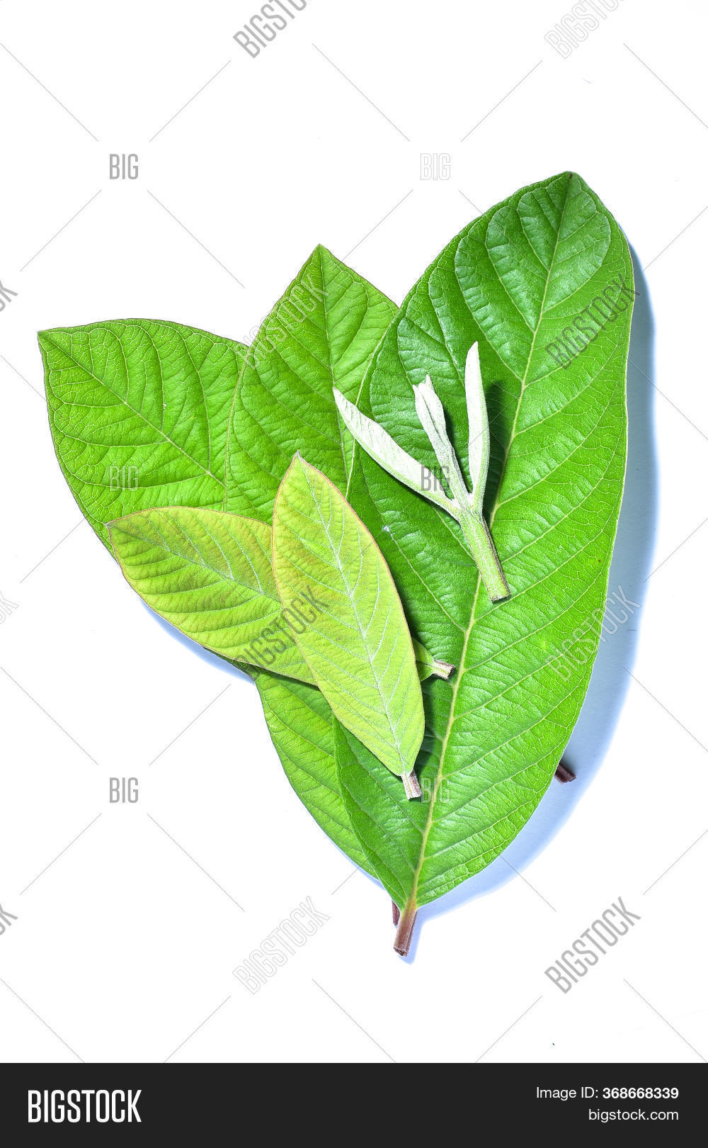 Organic Guava Leaves Image & Photo (Free Trial) | Bigstock