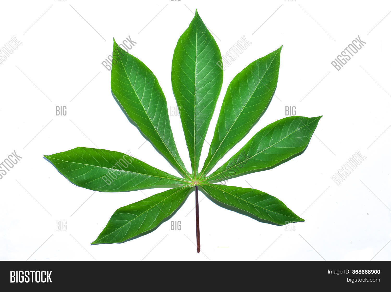 Cassava Leaves Image & Photo (Free Trial) | Bigstock