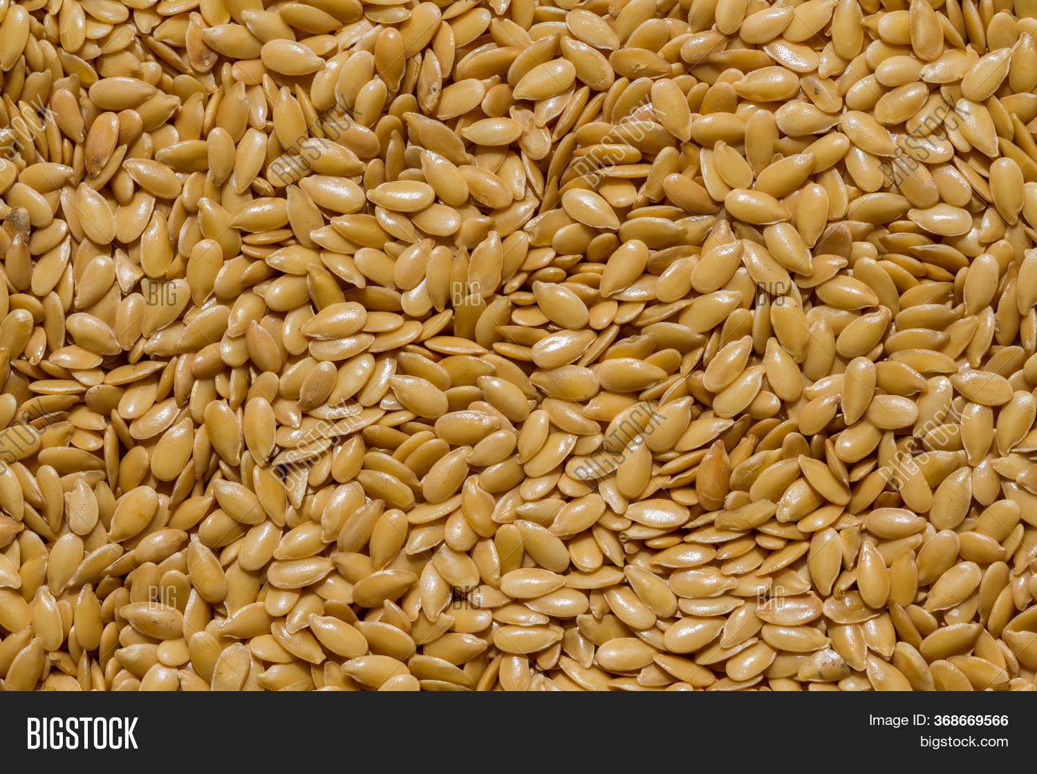 Close . Dry Raw Seeds Image & Photo (Free Trial) | Bigstock