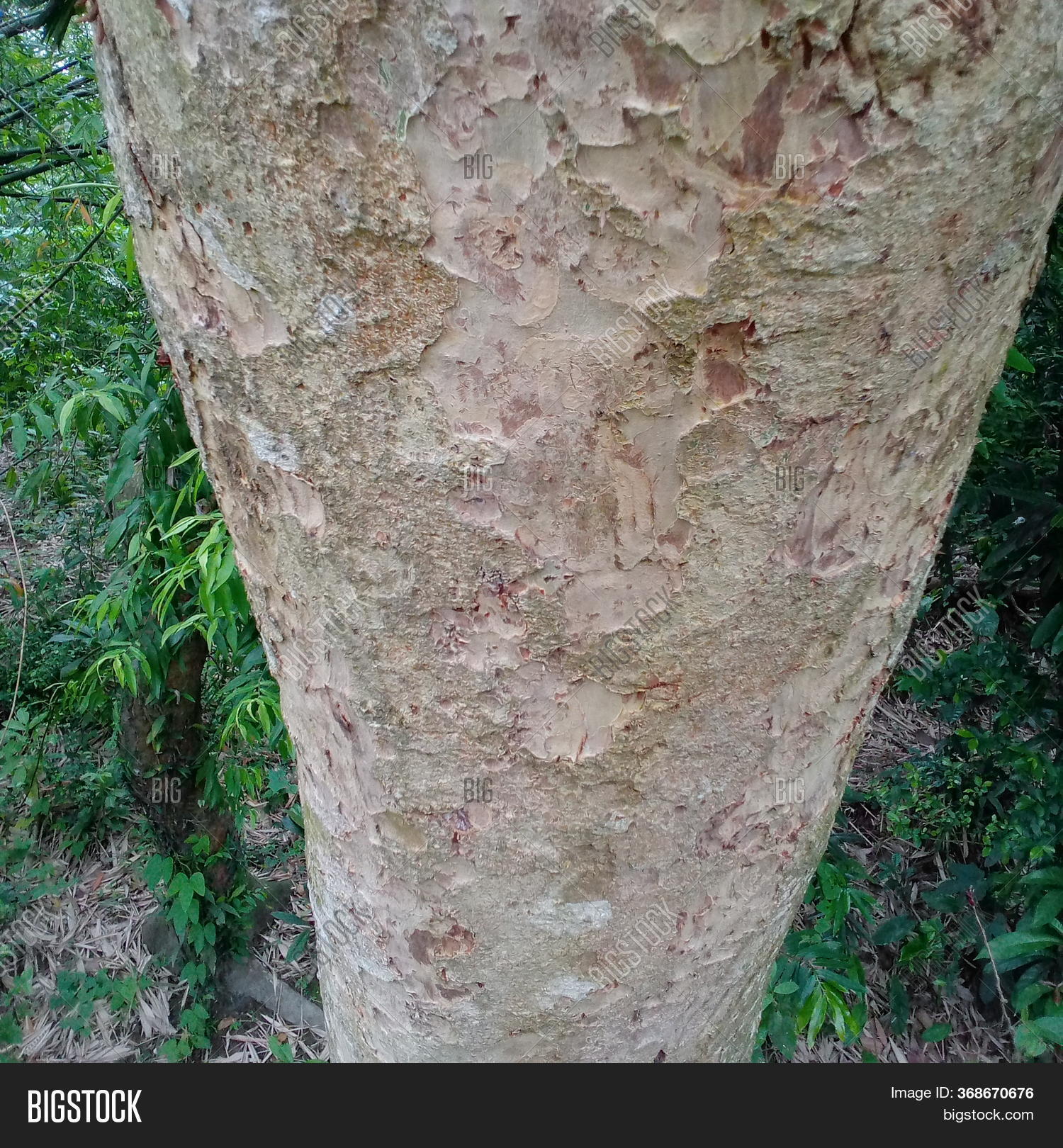 Jungle , Brown Color Image & Photo (Free Trial) | Bigstock