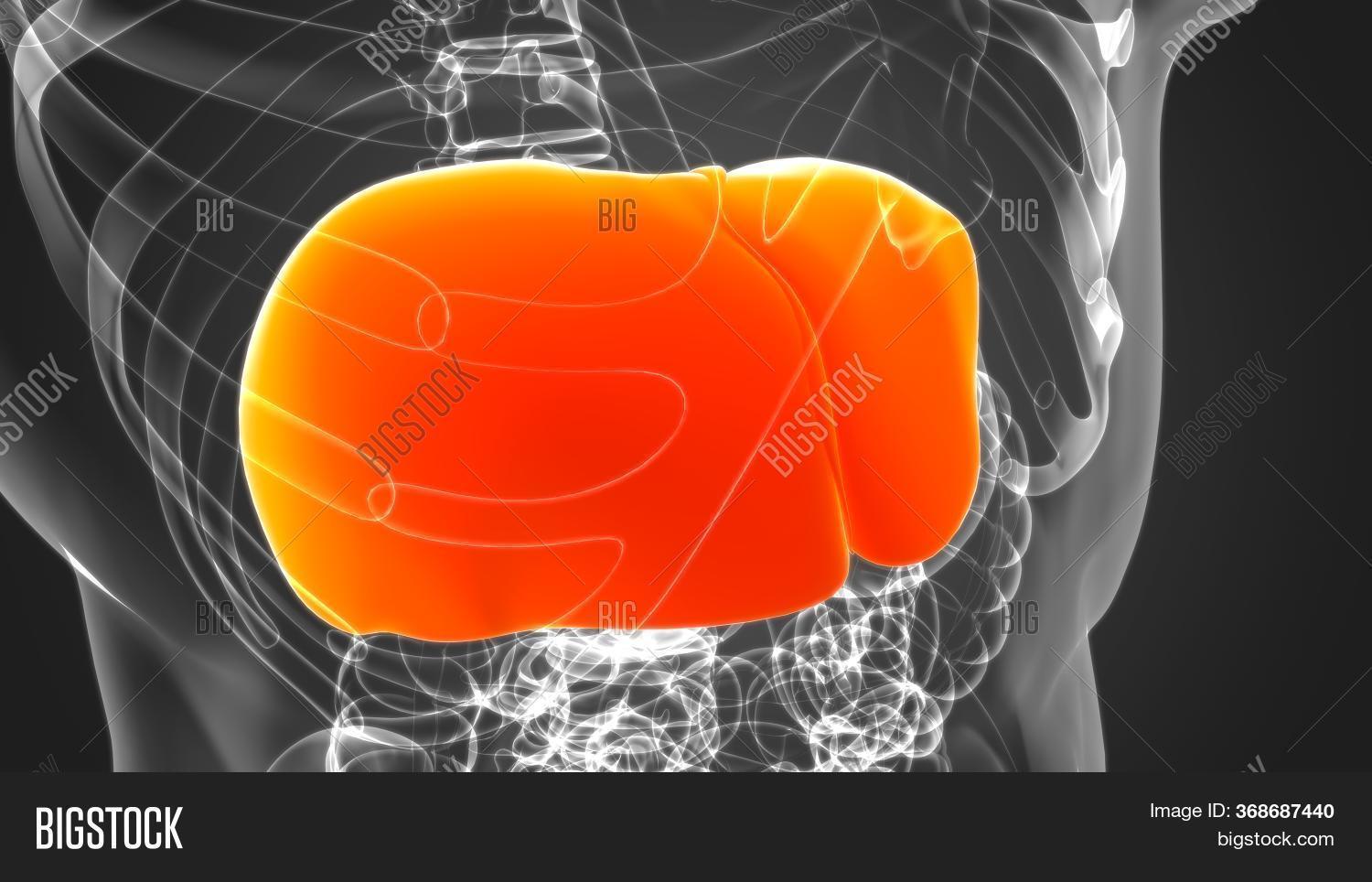 Liver 3d Illustration Image & Photo (Free Trial) | Bigstock