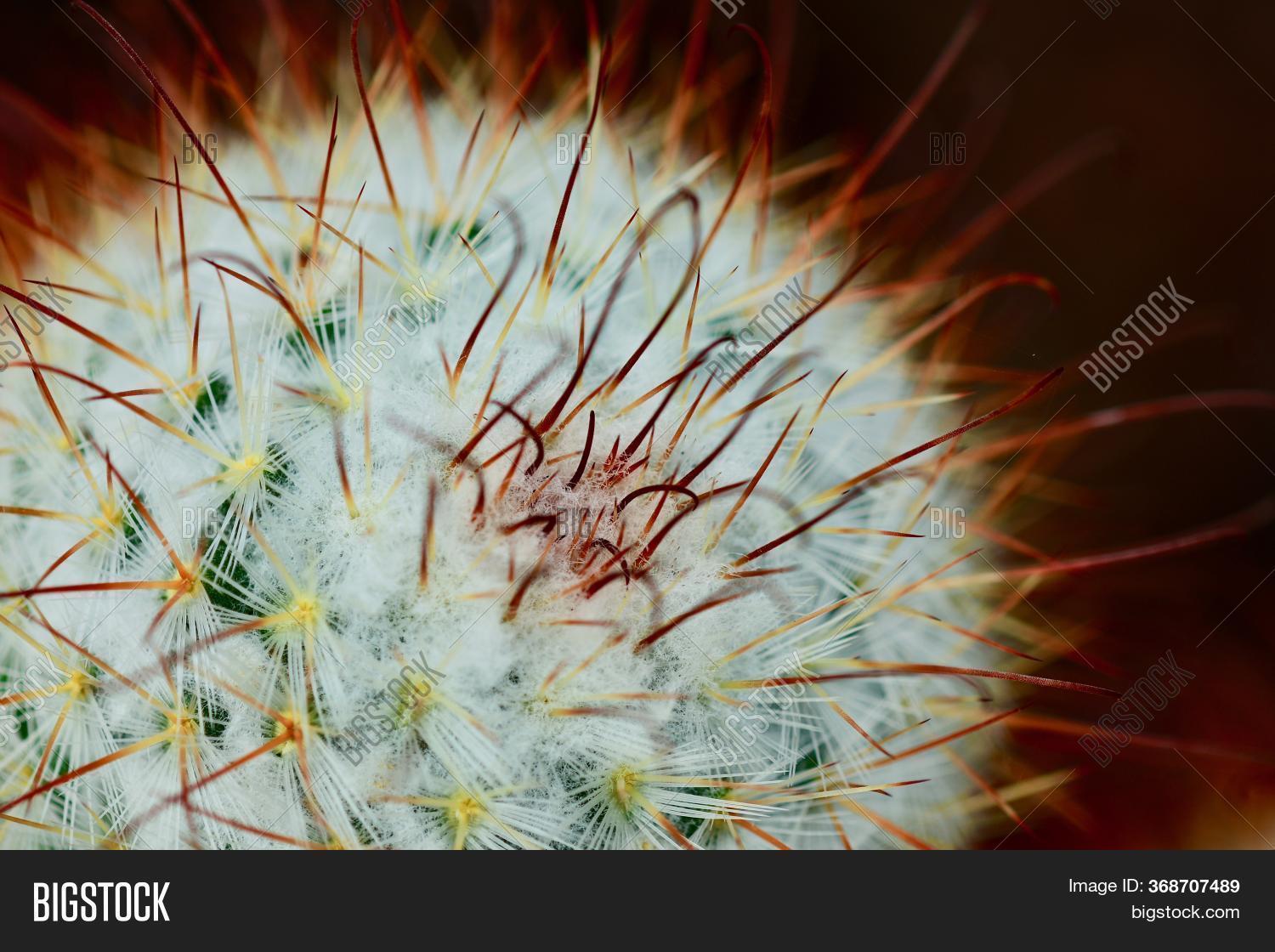 Close- Photo Cactus Image & Photo (Free Trial) | Bigstock