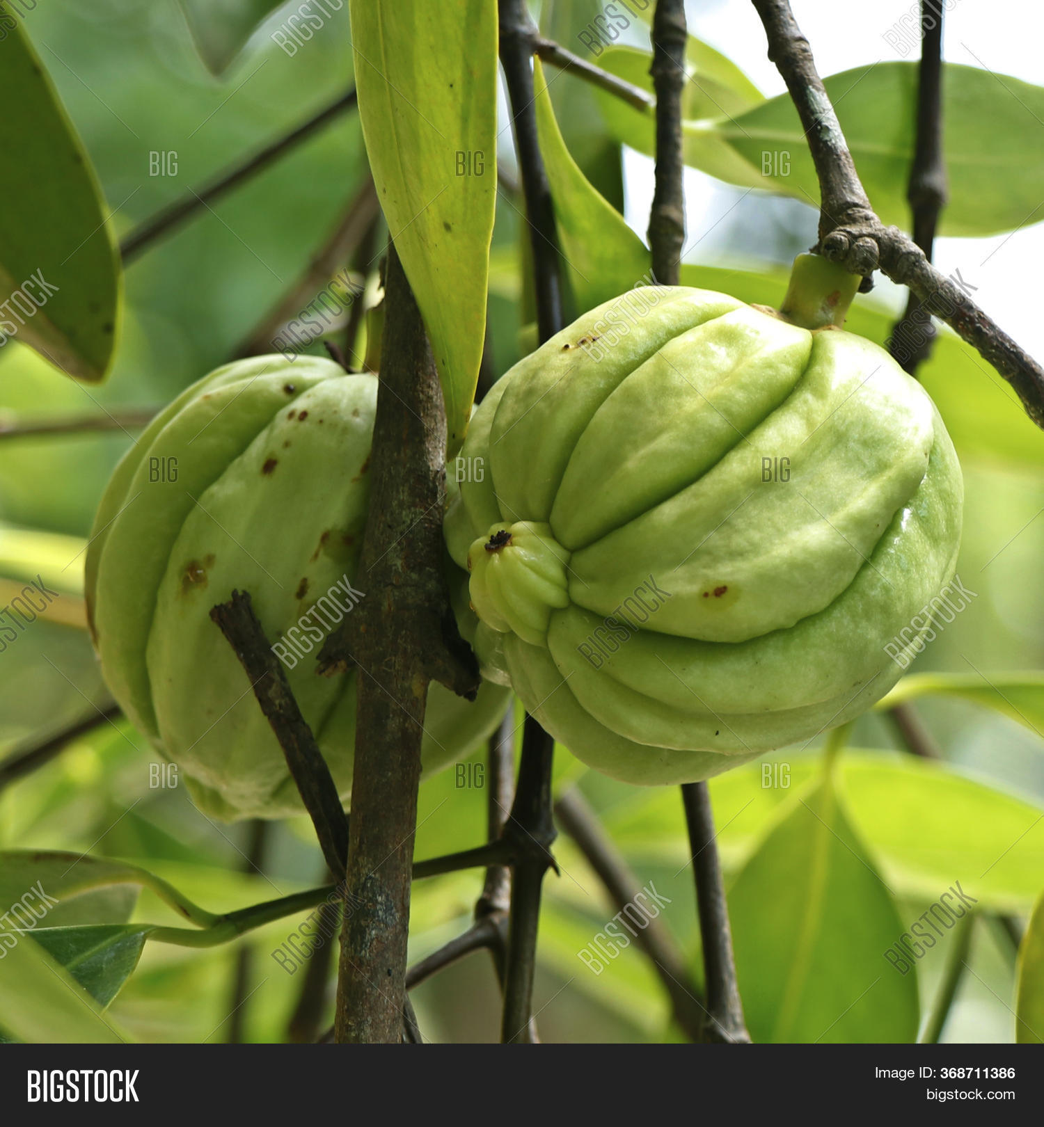 Garcinia Gummi-gutta Image & Photo (Free Trial) | Bigstock