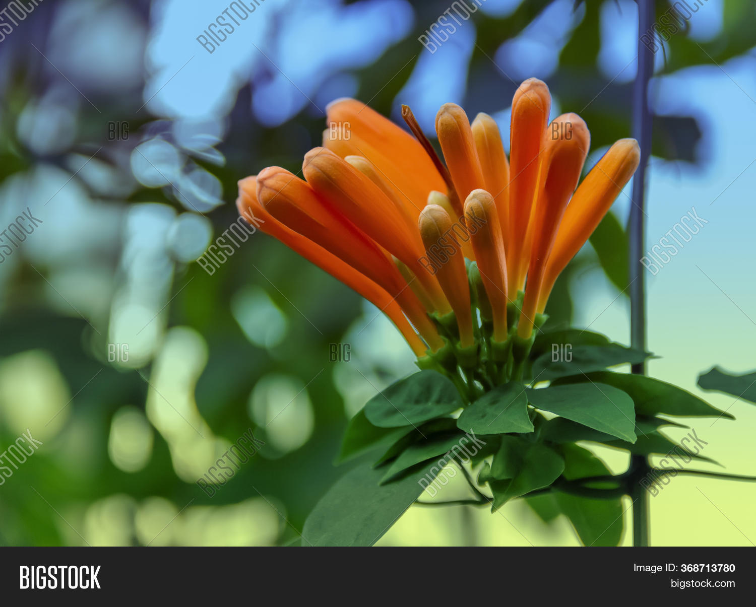 Exotic Orange Flowers Image & Photo (Free Trial) | Bigstock