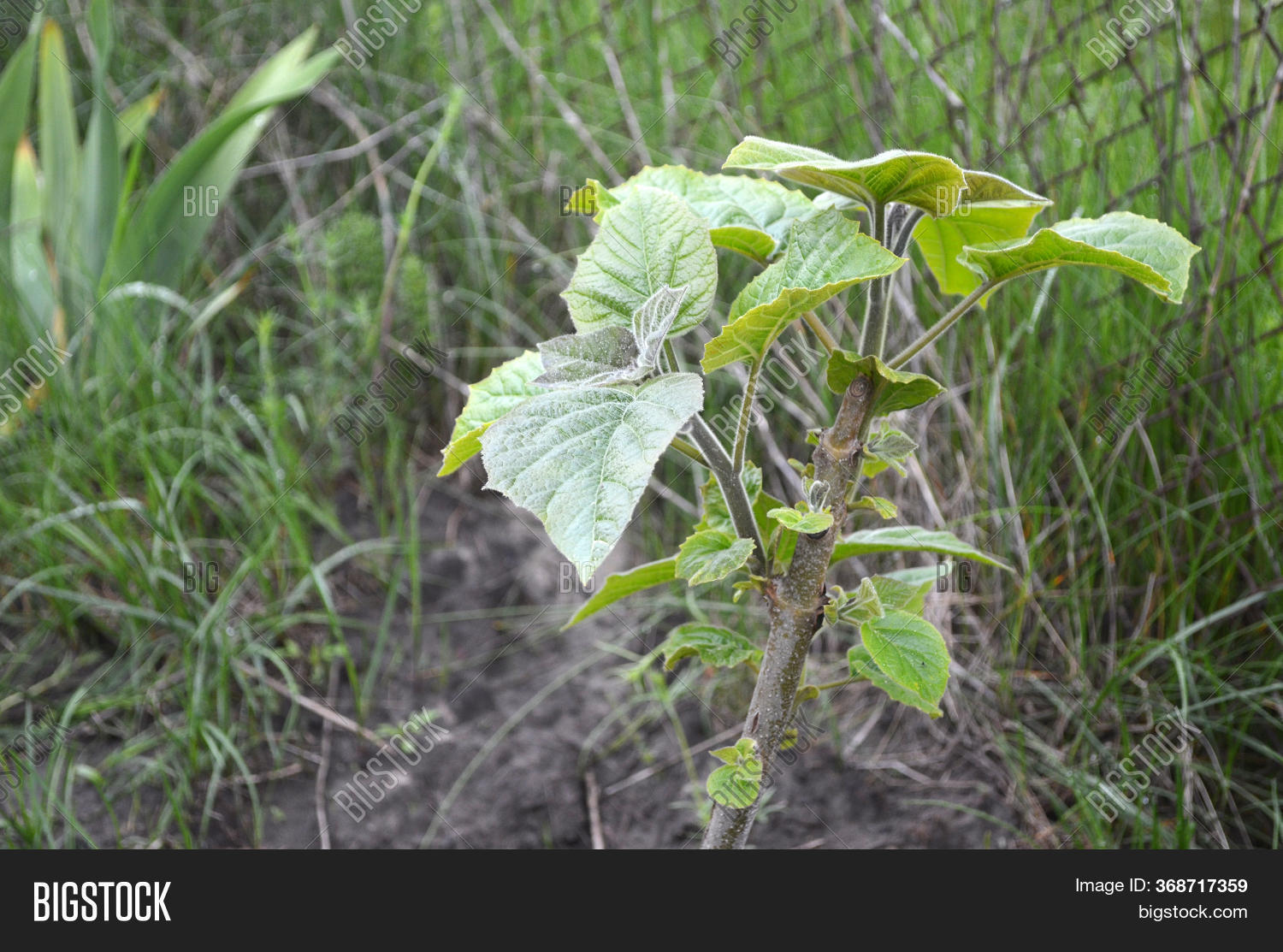 Seedling Paulownia Image & Photo (Free Trial) | Bigstock
