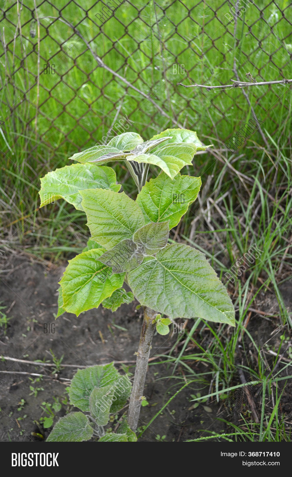 Seedling Paulownia Image & Photo (Free Trial) | Bigstock